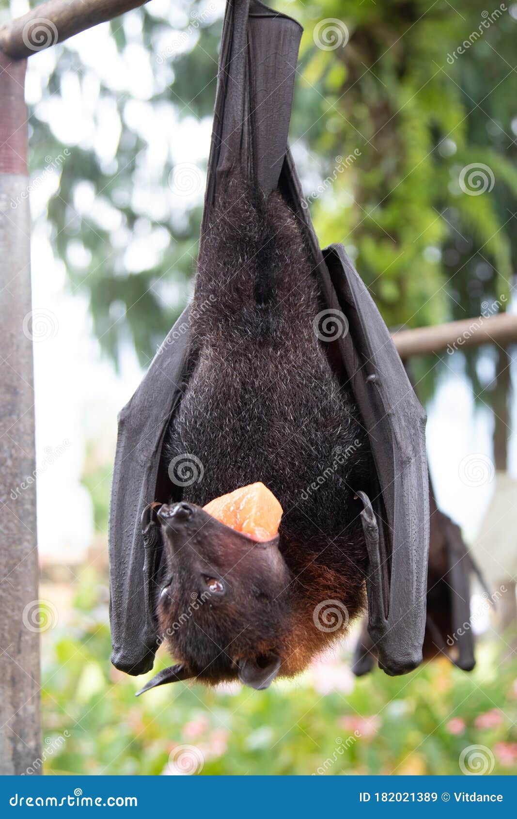 A Flying Fox Hangs Upside Down and Holds a Slice of Mango in Its Mouth ...