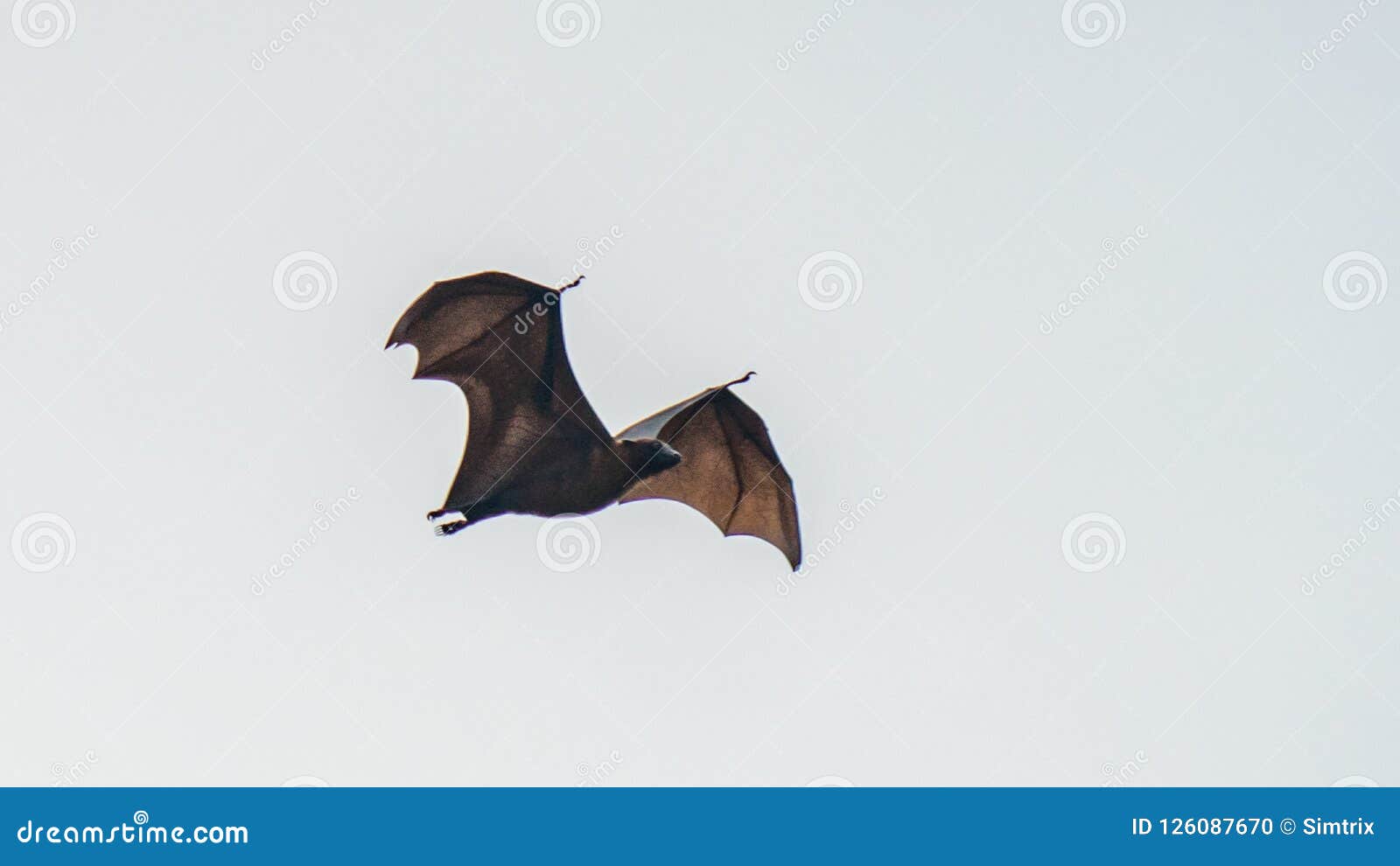 Flying Fox, Huge Bat Flying, Maldives. Stock Photo - Image of ...
