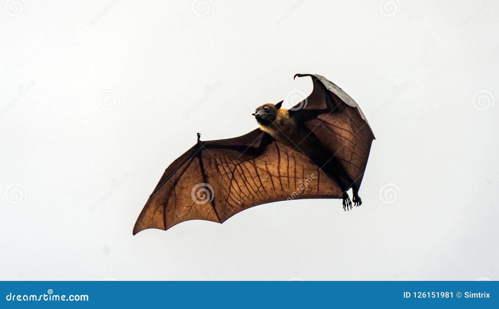 Flying Fox, Huge Bat Flying, Maldives. Stock Image - Image of action ...