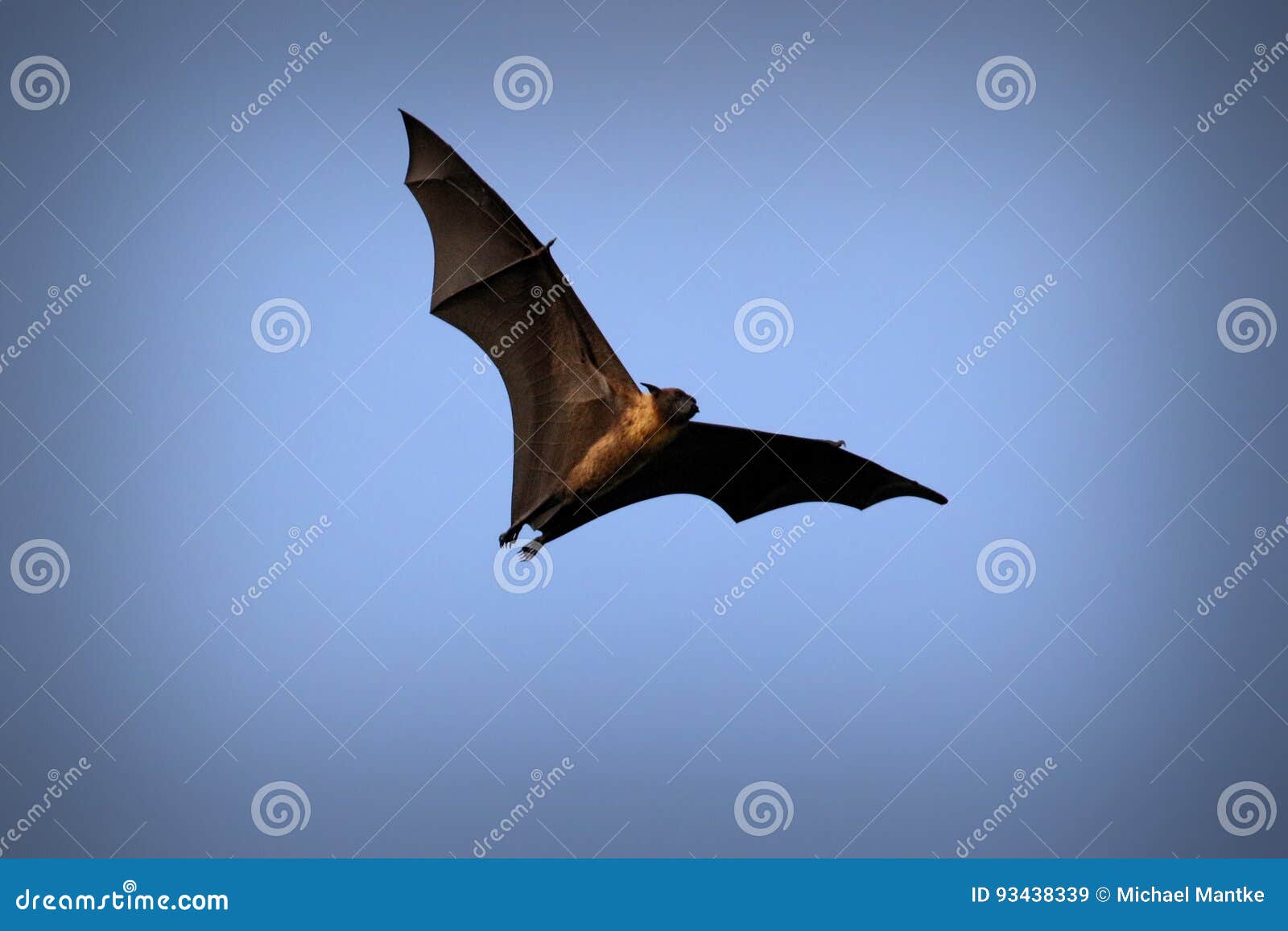 Flying Fox, Huge Bat on Ukulhas, Maldives Stock Image - Image of blood ...