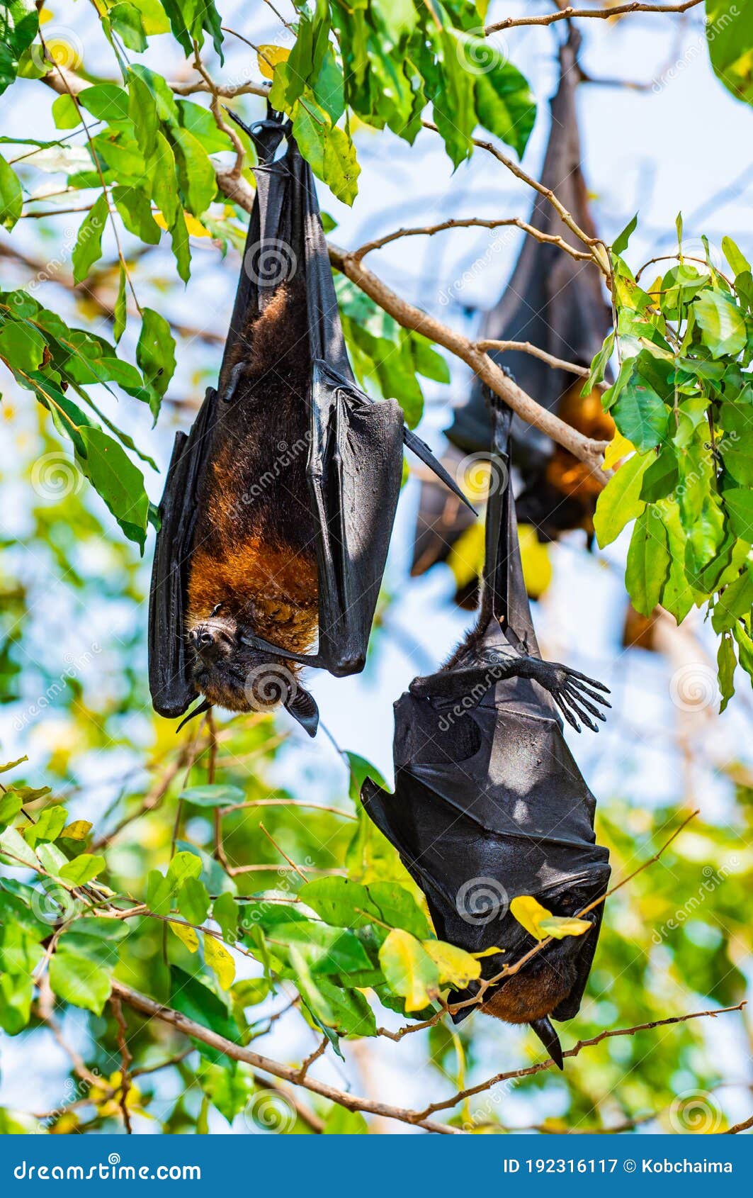Flying Fox on the Tree stock image. Image of flying - 192316117
