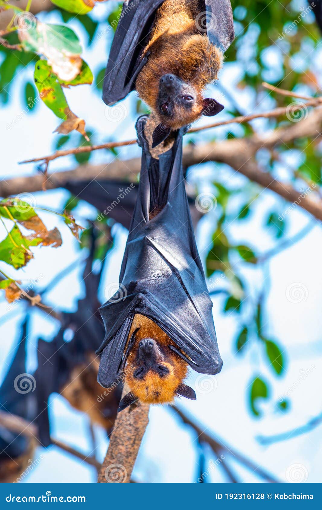 Flying Fox on the Tree stock photo. Image of nature - 192316128