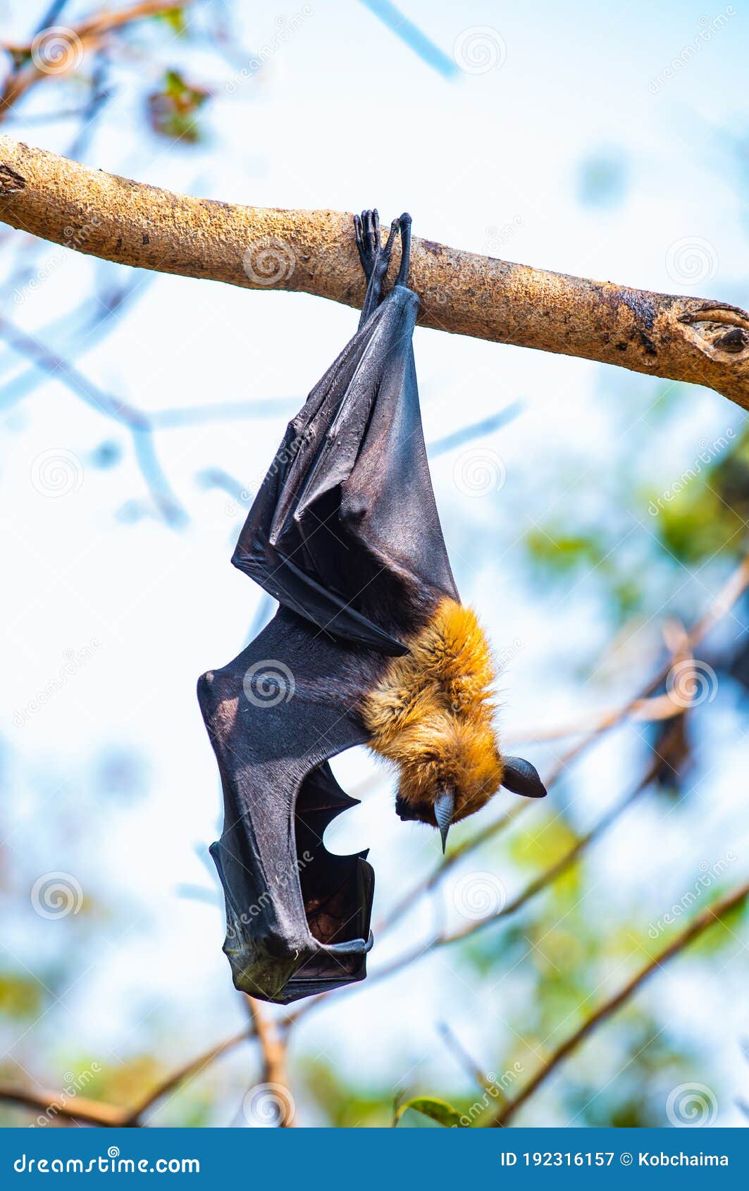 Flying Fox on the Tree stock image. Image of fauna, fruitbat - 192316157
