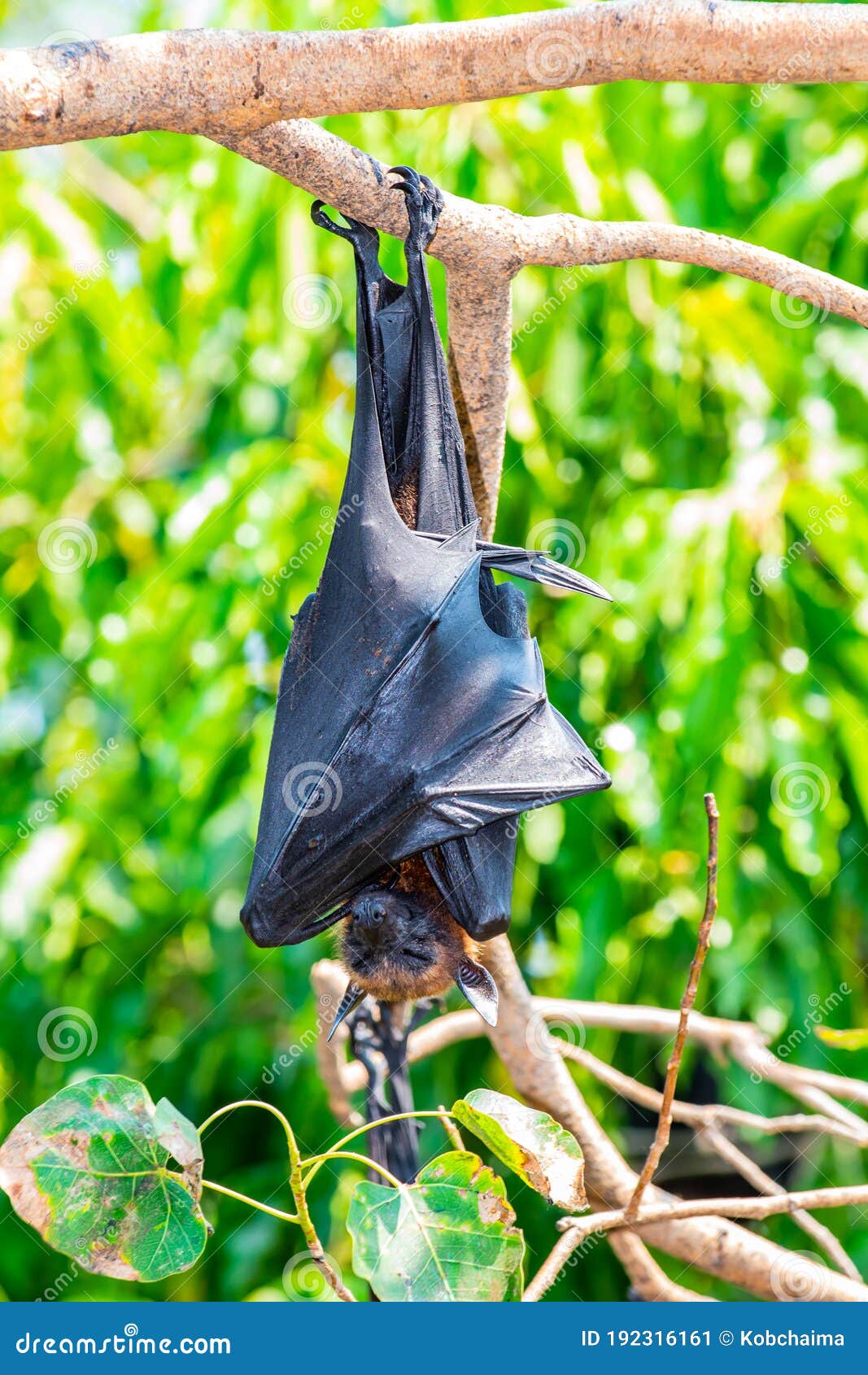 Flying Fox on the Tree stock image. Image of forest - 192316161