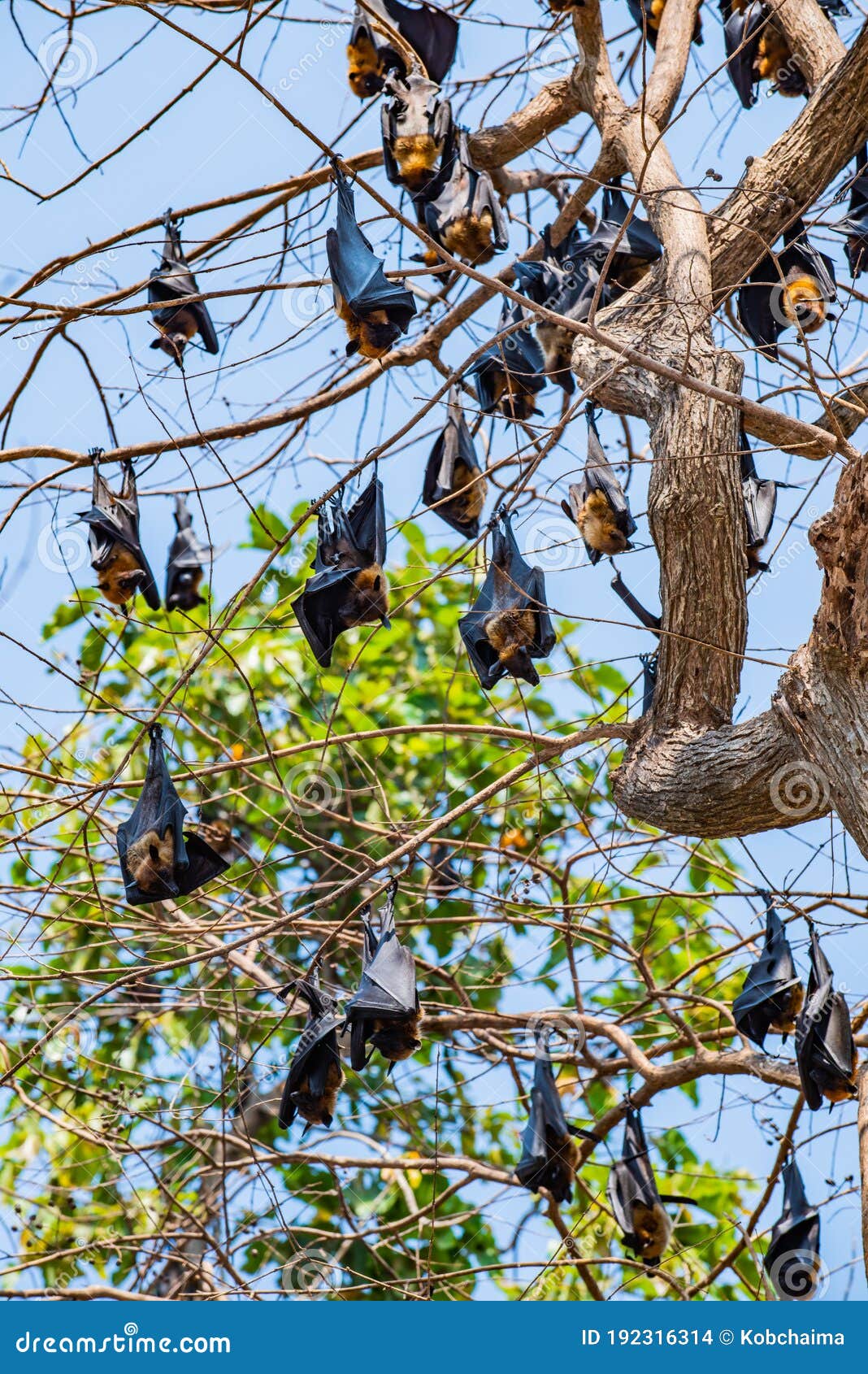 Flying Fox on the Tree stock photo. Image of pteropus - 192316314