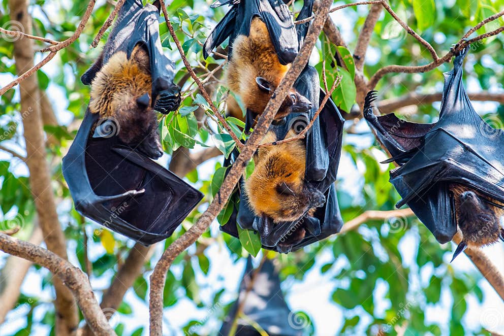 Flying Fox on the Tree stock photo. Image of asia, mammal - 192316342