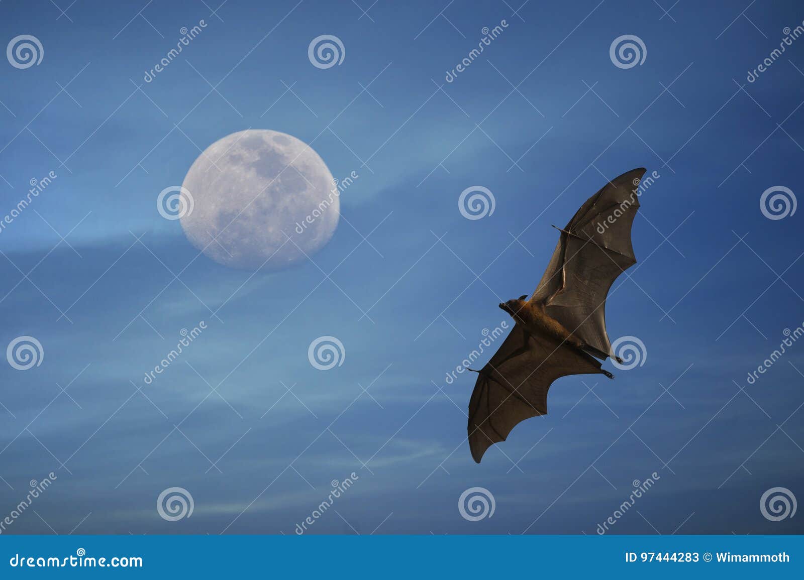 Flying Fox and the Moon. stock image. Image of outdoor - 97444283