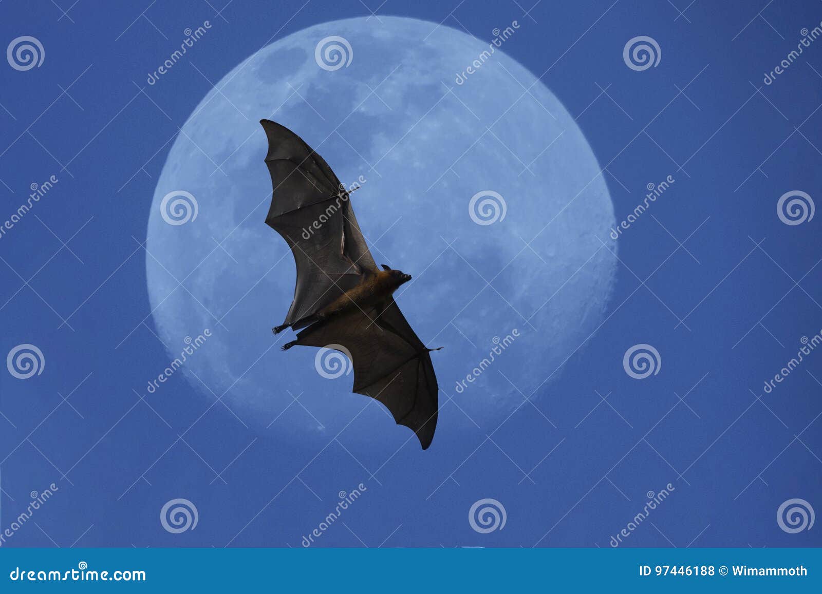 Flying Fox and the Moon. stock photo. Image of glass - 97446188