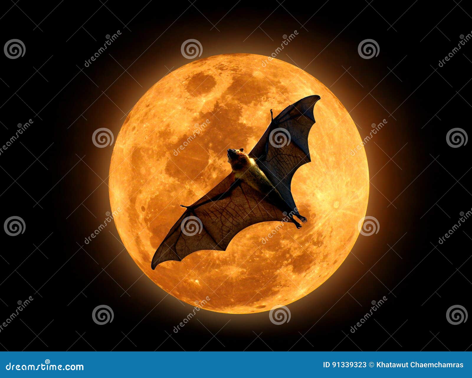 Flying fox on the moon stock image. Image of wildlife - 91339323