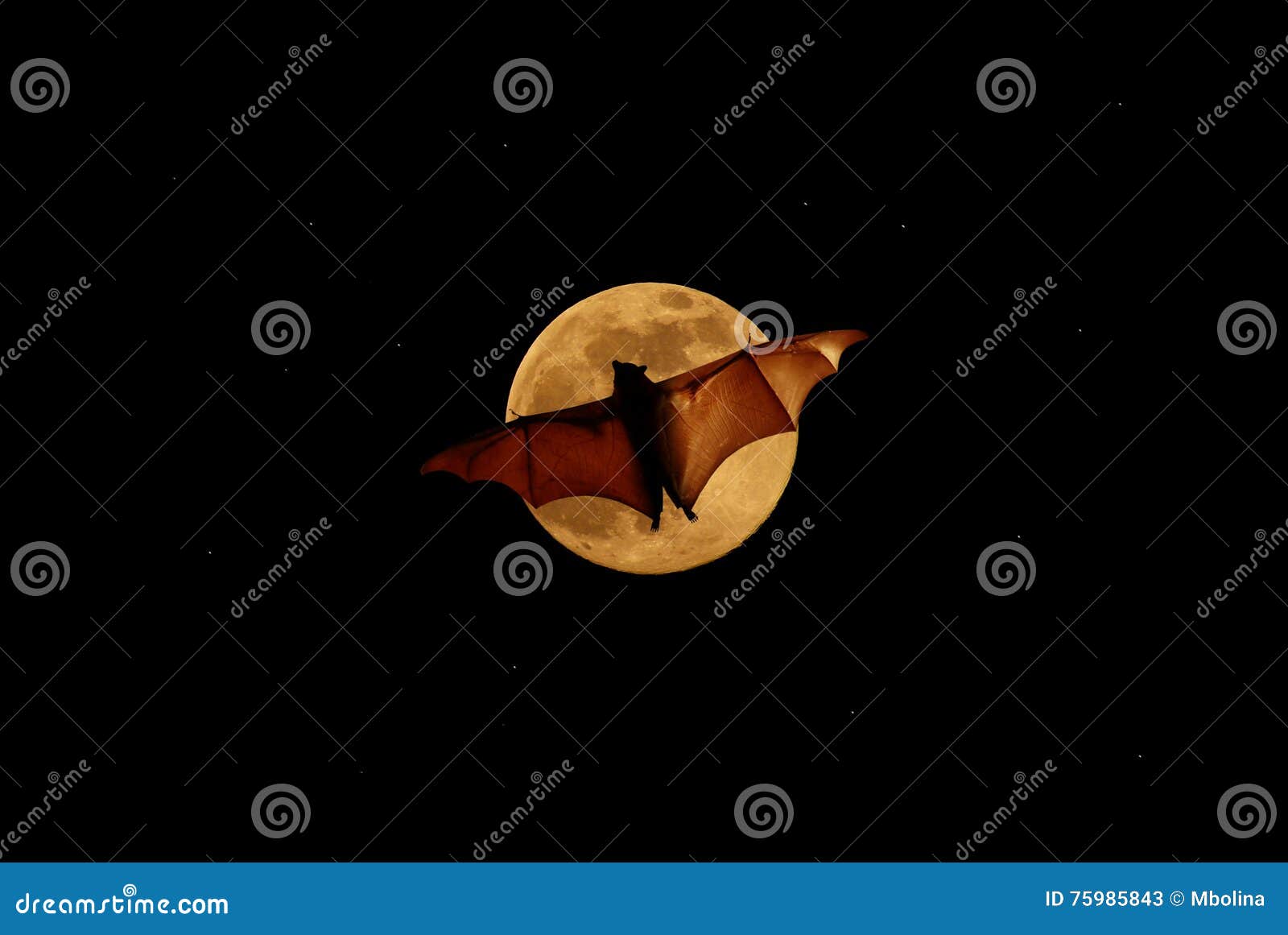 Flying fox at night stock image. Image of october, night - 75985843