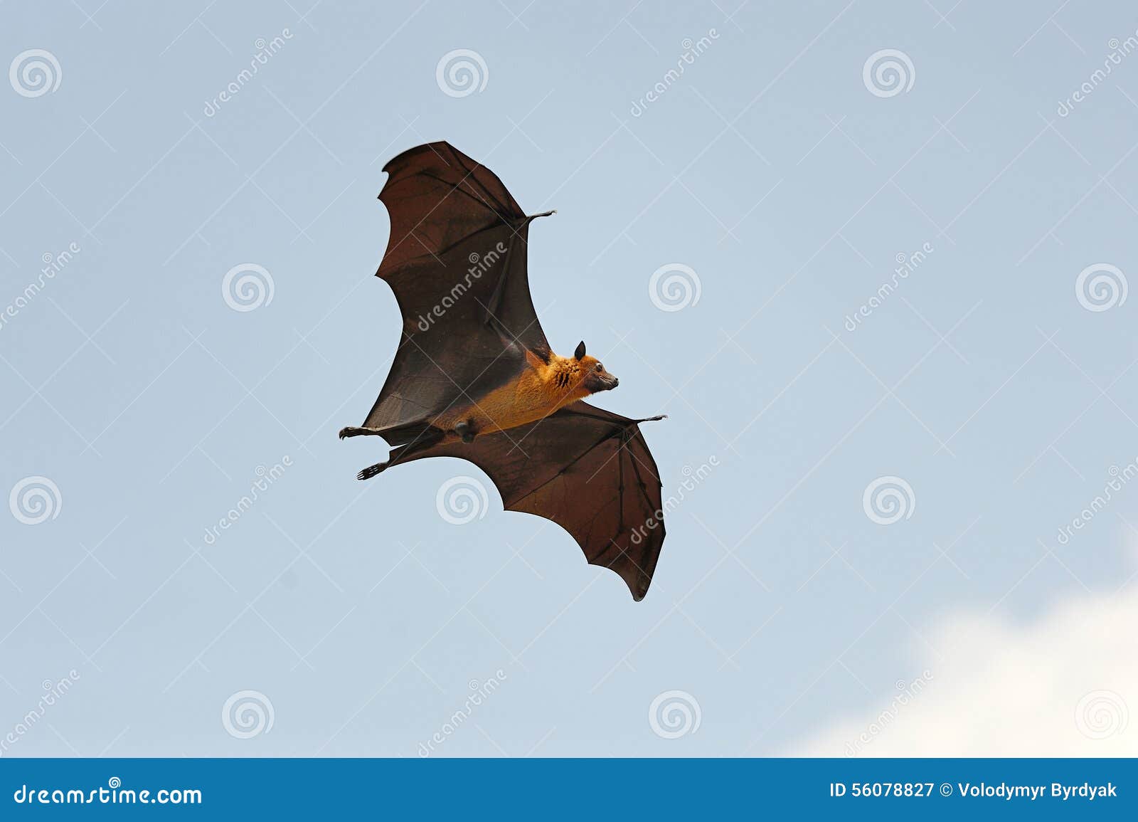 Flying fox stock image. Image of batman, gothic, nature - 56078827