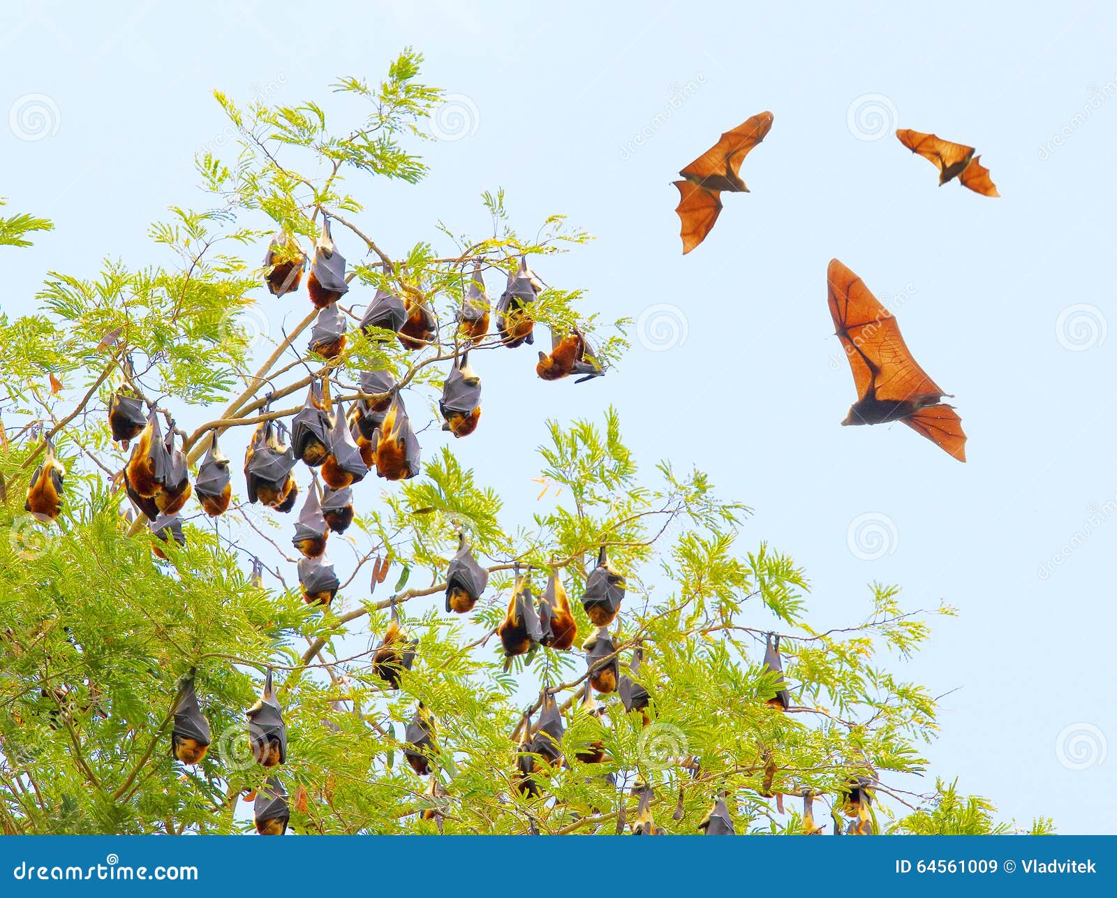 Flying Fox. stock image. Image of exotic, pteropus, mammals - 64561009