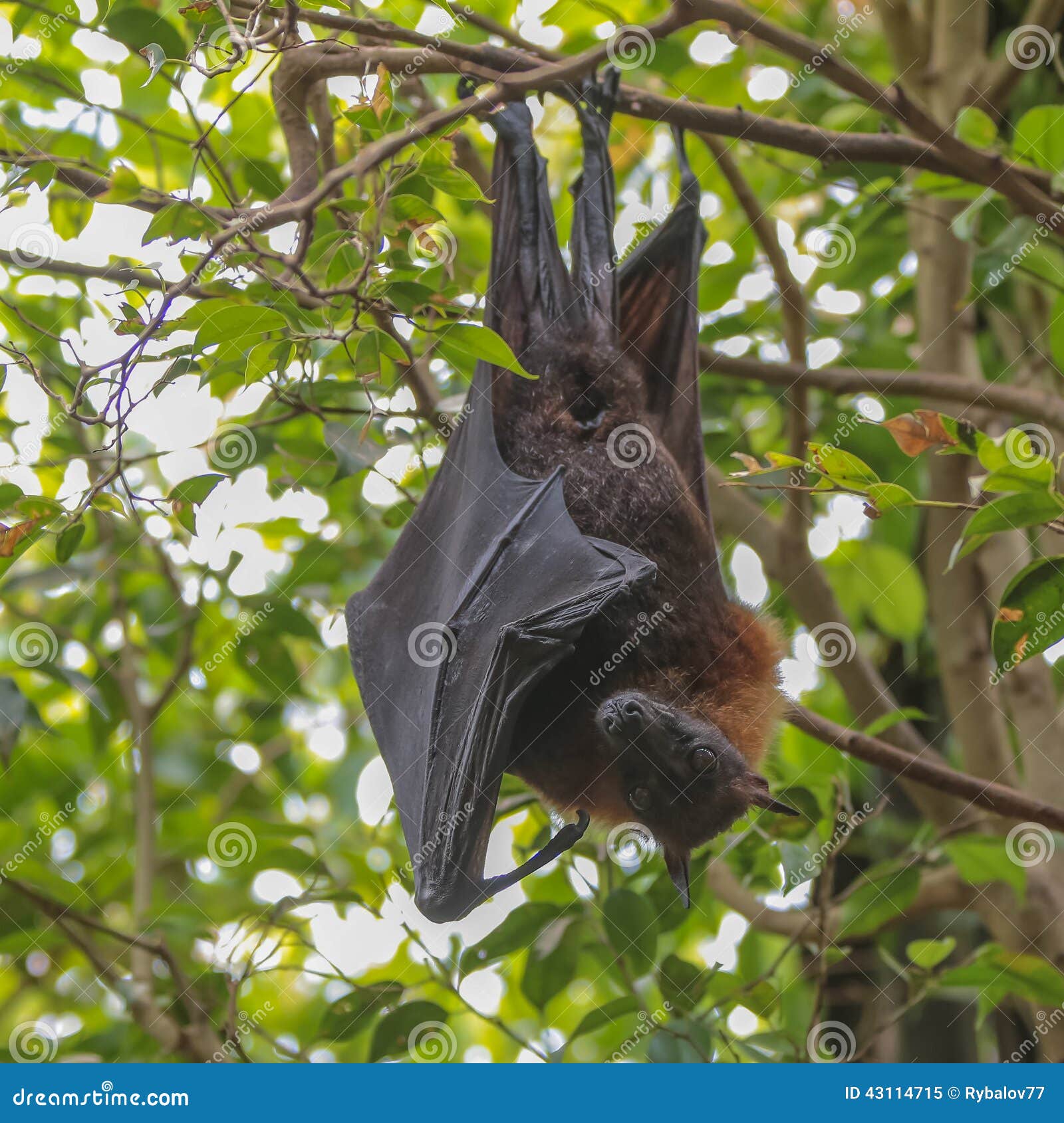 Flying Fox (Pteropus) stock image. Image of branch, tropical - 43114715