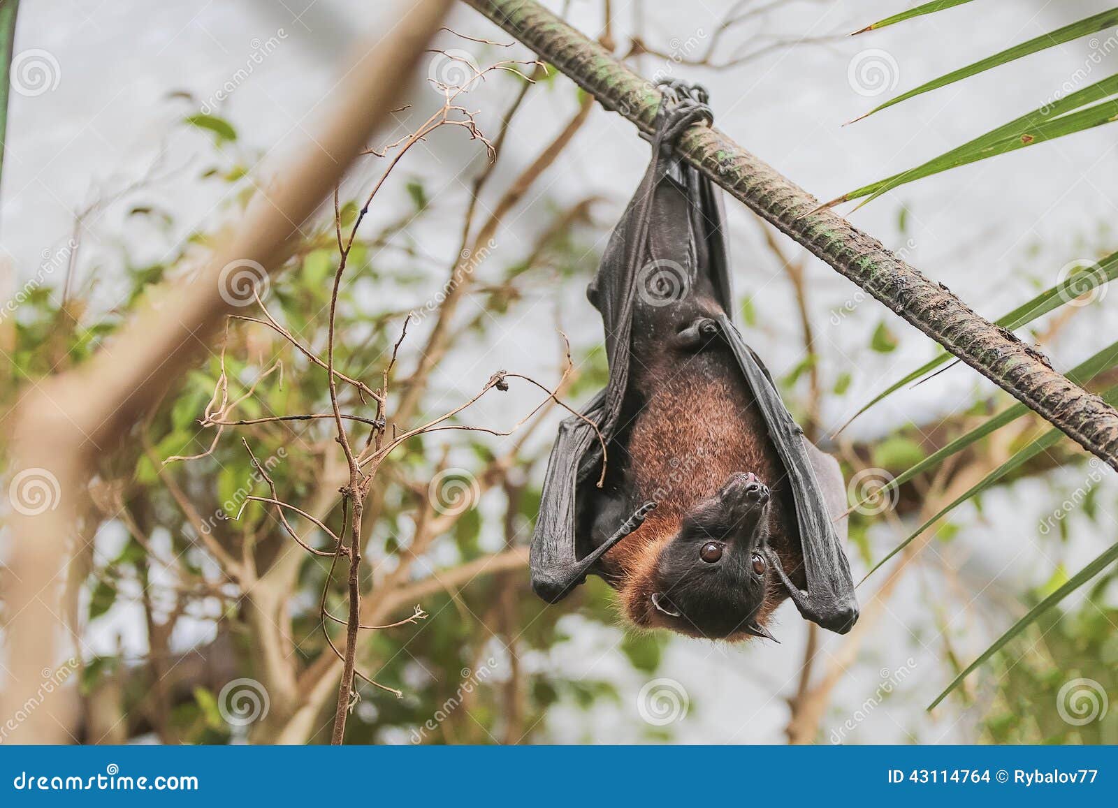 Flying Fox (Pteropus) stock photo. Image of hang, upside - 43114764