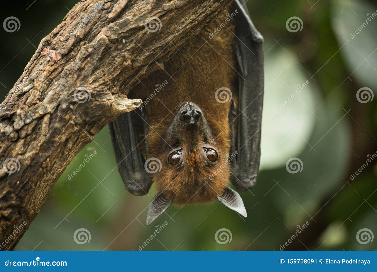 The Flying fox Pteropus. stock image. Image of mammal - 159708091