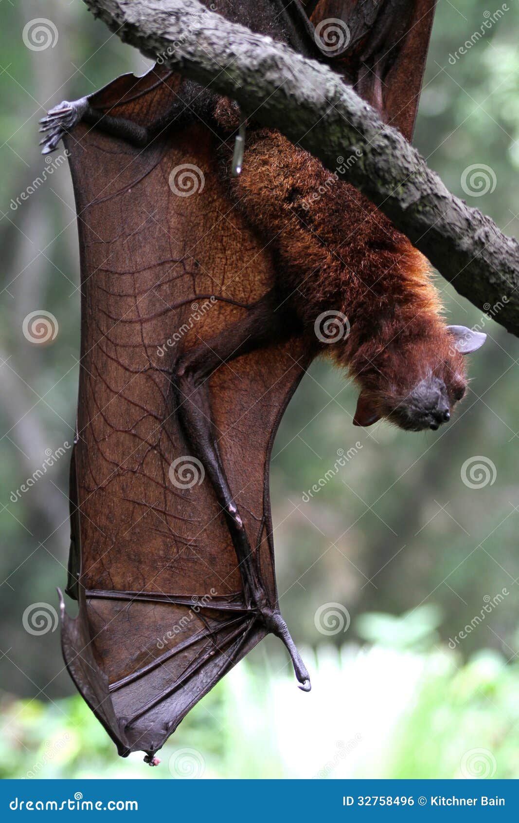 Flying Fox stock photo. Image of nature, mammal, look - 32758496