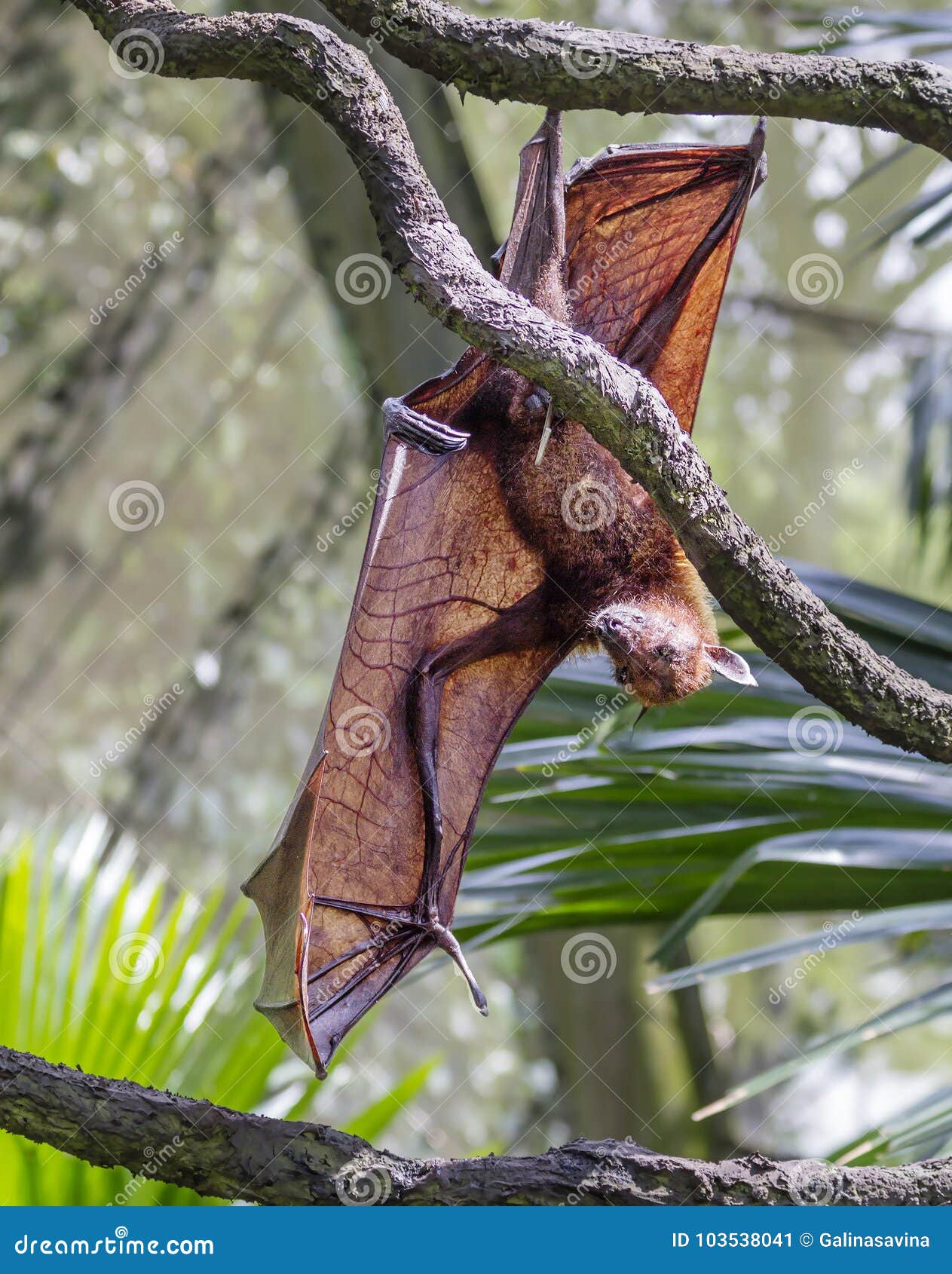 Flying Fox. stock image. Image of color, summer, brown - 103538041