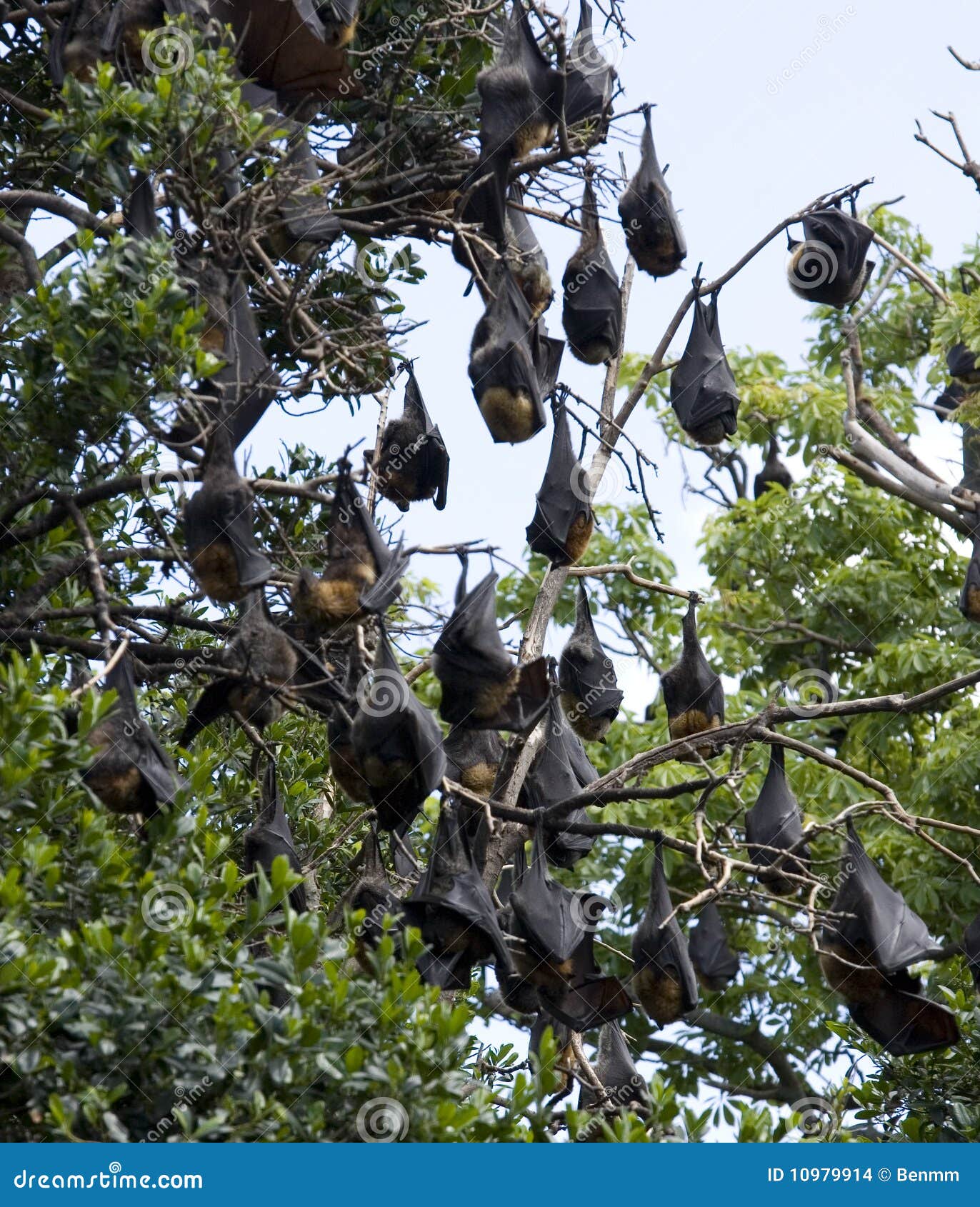 Flying foxes stock photo. Image of bats, branches, sydney - 10979914