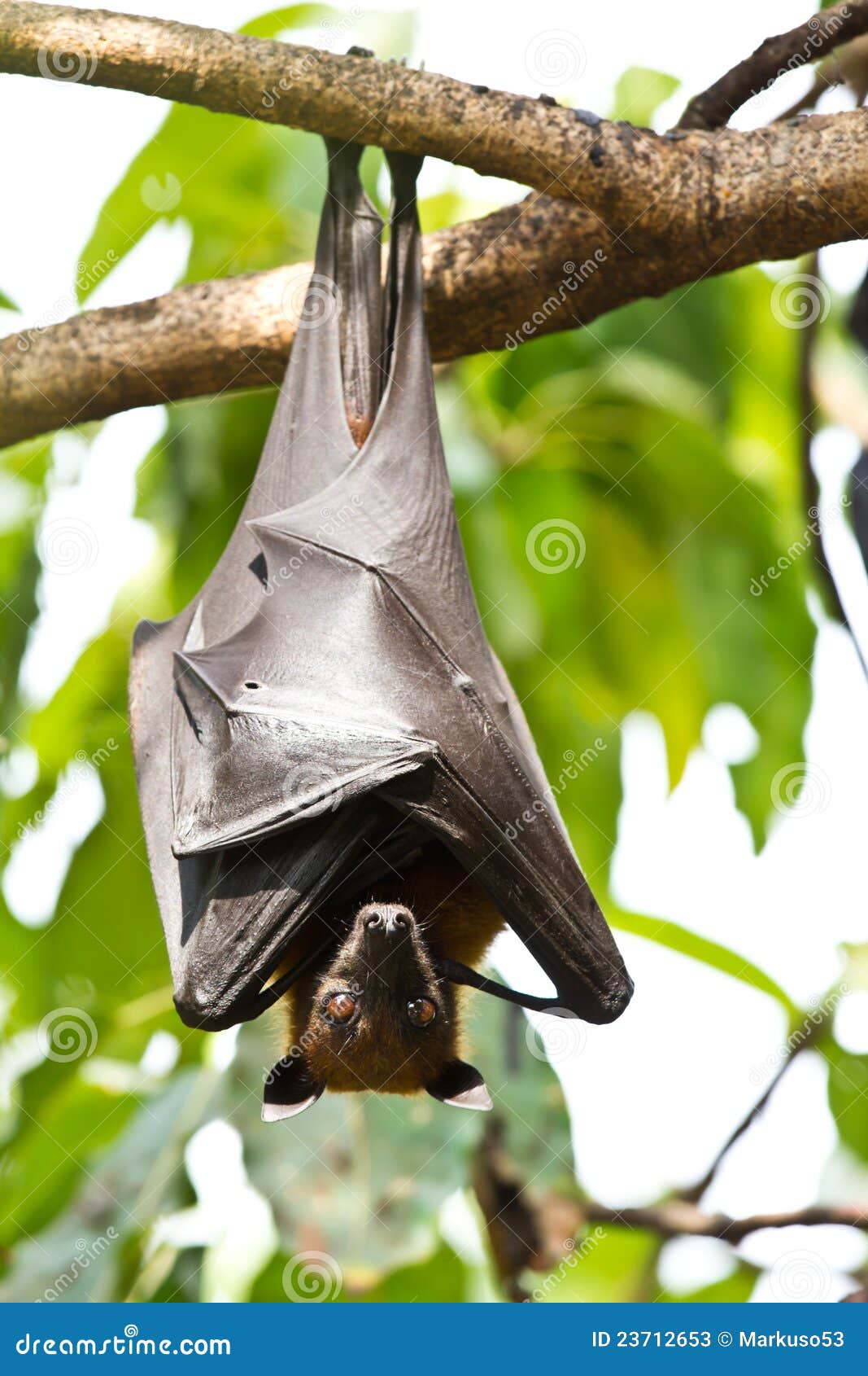 Flying foxes stock image. Image of asia, head, flying - 23712653