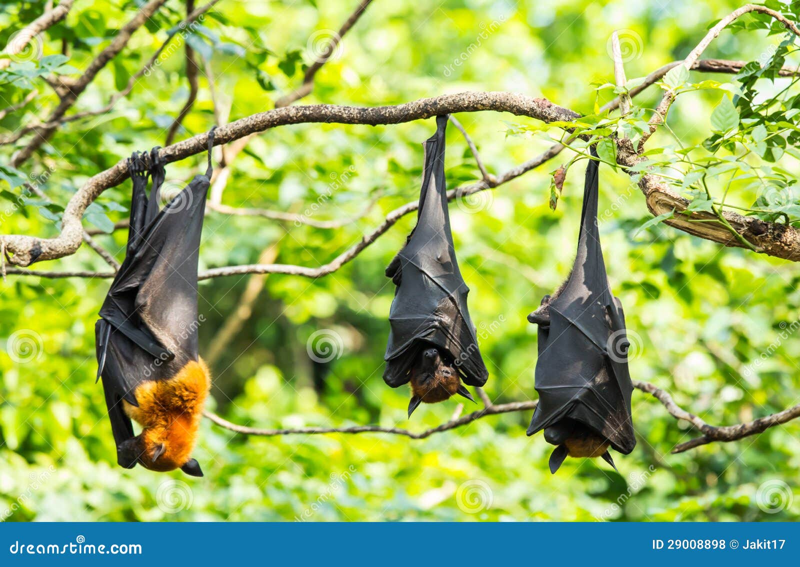 Flying foxes stock photo. Image of rodent, fruit, hang - 29008898