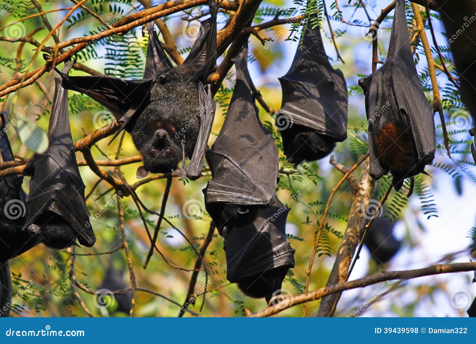 Flying Foxes - Bat Hanging on a Tree Branch Stock Photo - Image of hang ...