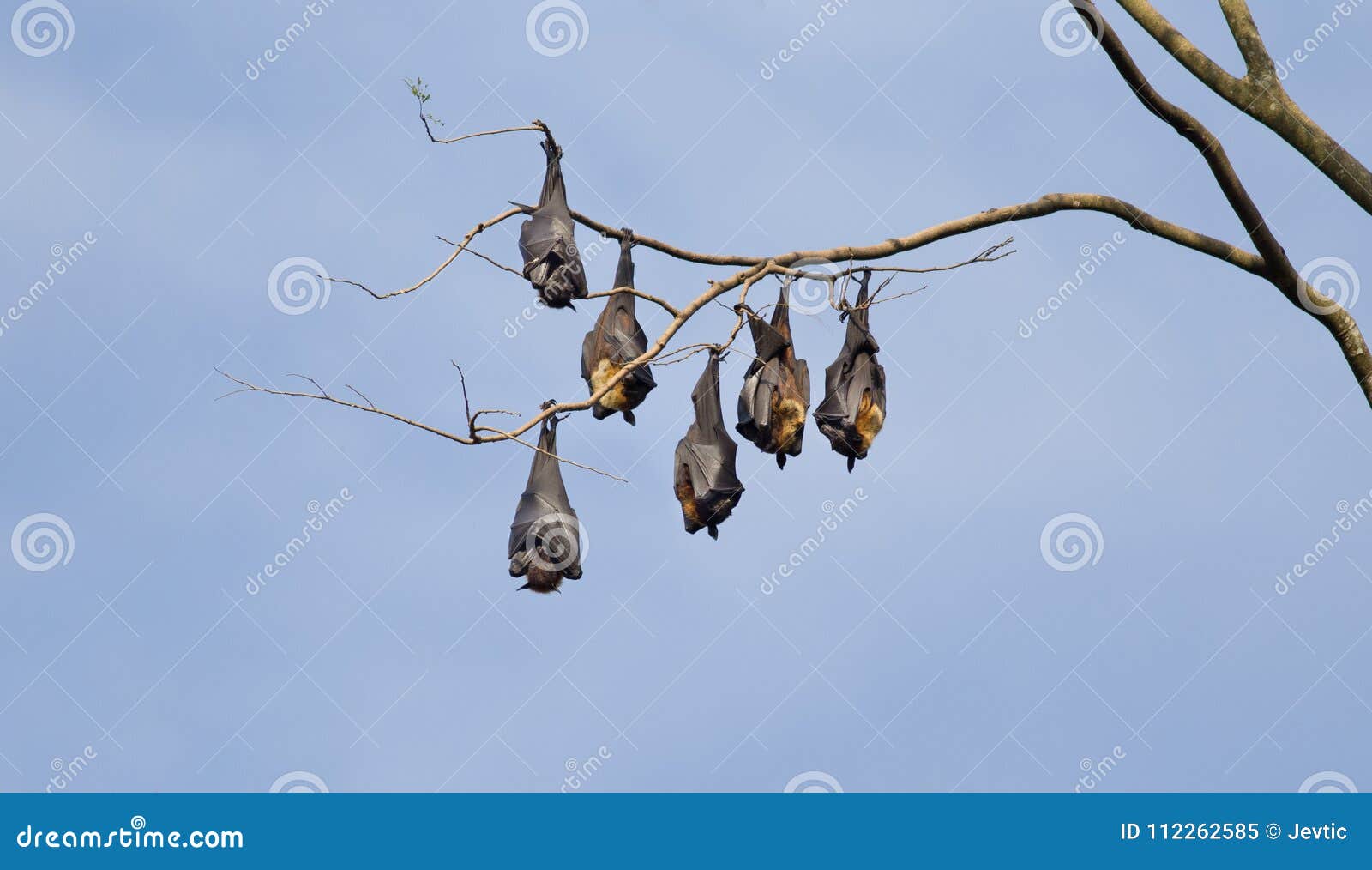 Flying Foxes Bats Hanging from Tree Stock Image - Image of large, park ...