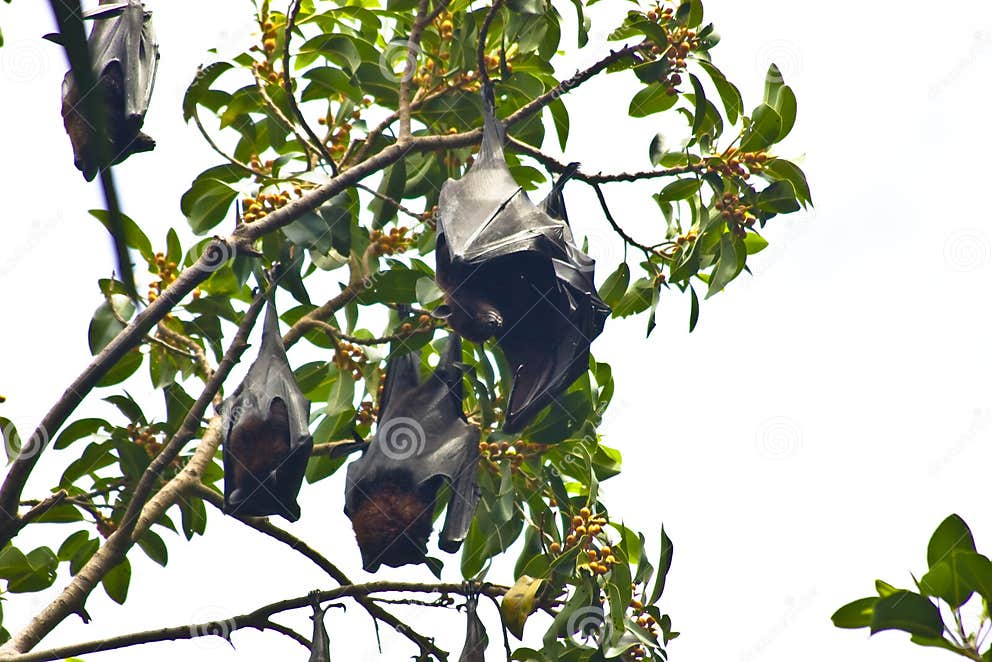 Flying foxes colony stock photo. Image of horror, wings - 9743700