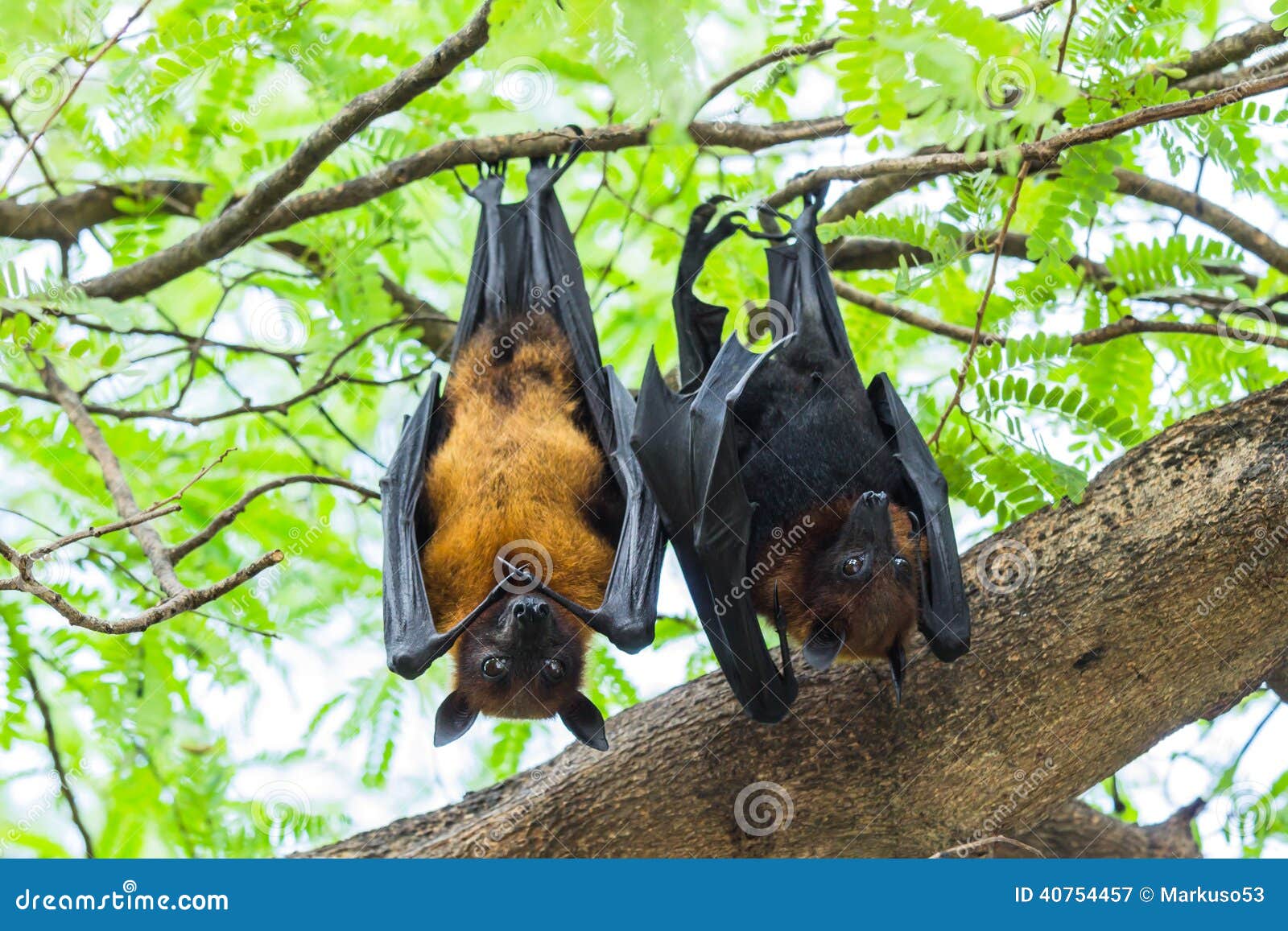 Flying-foxes Or Fruit Bats In A Tree Royalty-Free Stock Photo ...