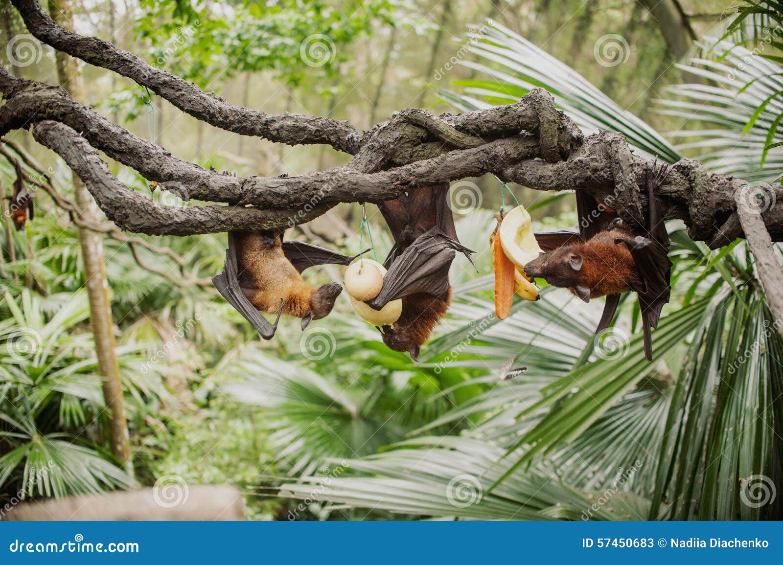 Flying Foxes , Flying Fox , Pteropus Stock Image - Image of green ...