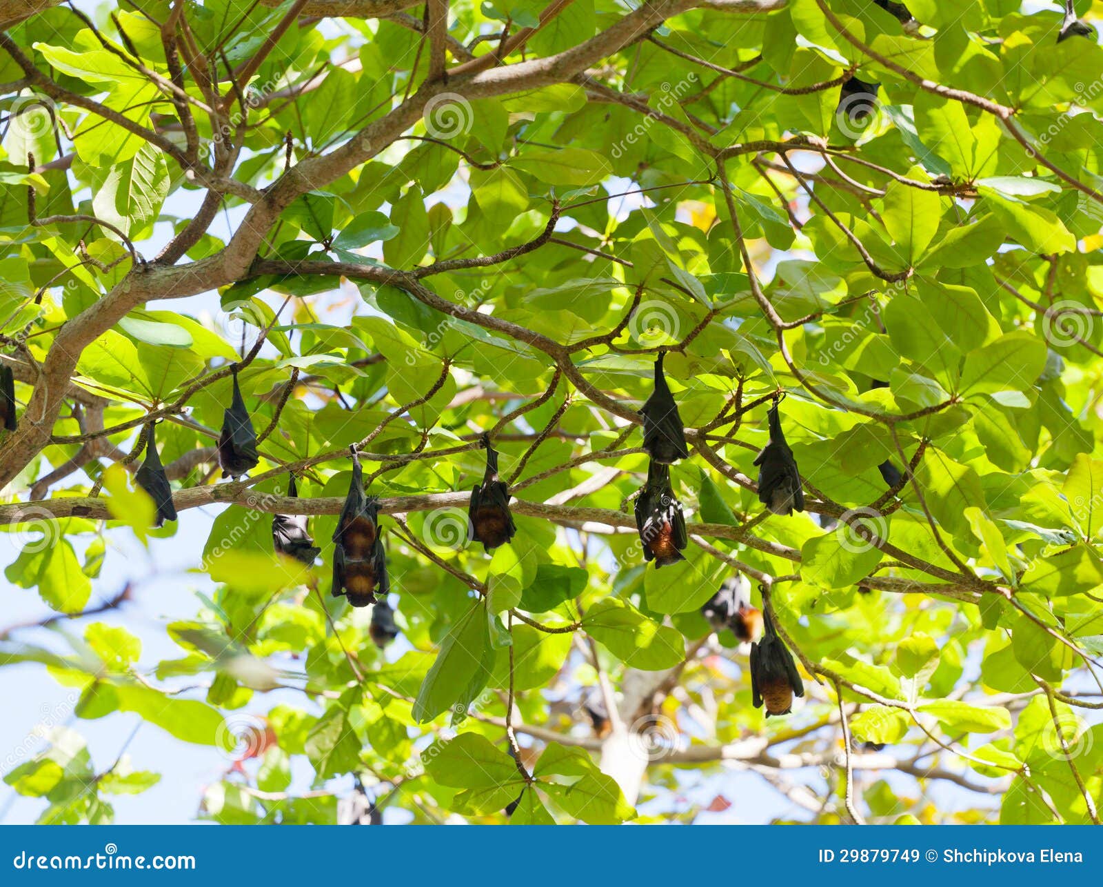 Two Flying Foxes Megabats Sleeping In Eucalyptus Tree At Karijini ...