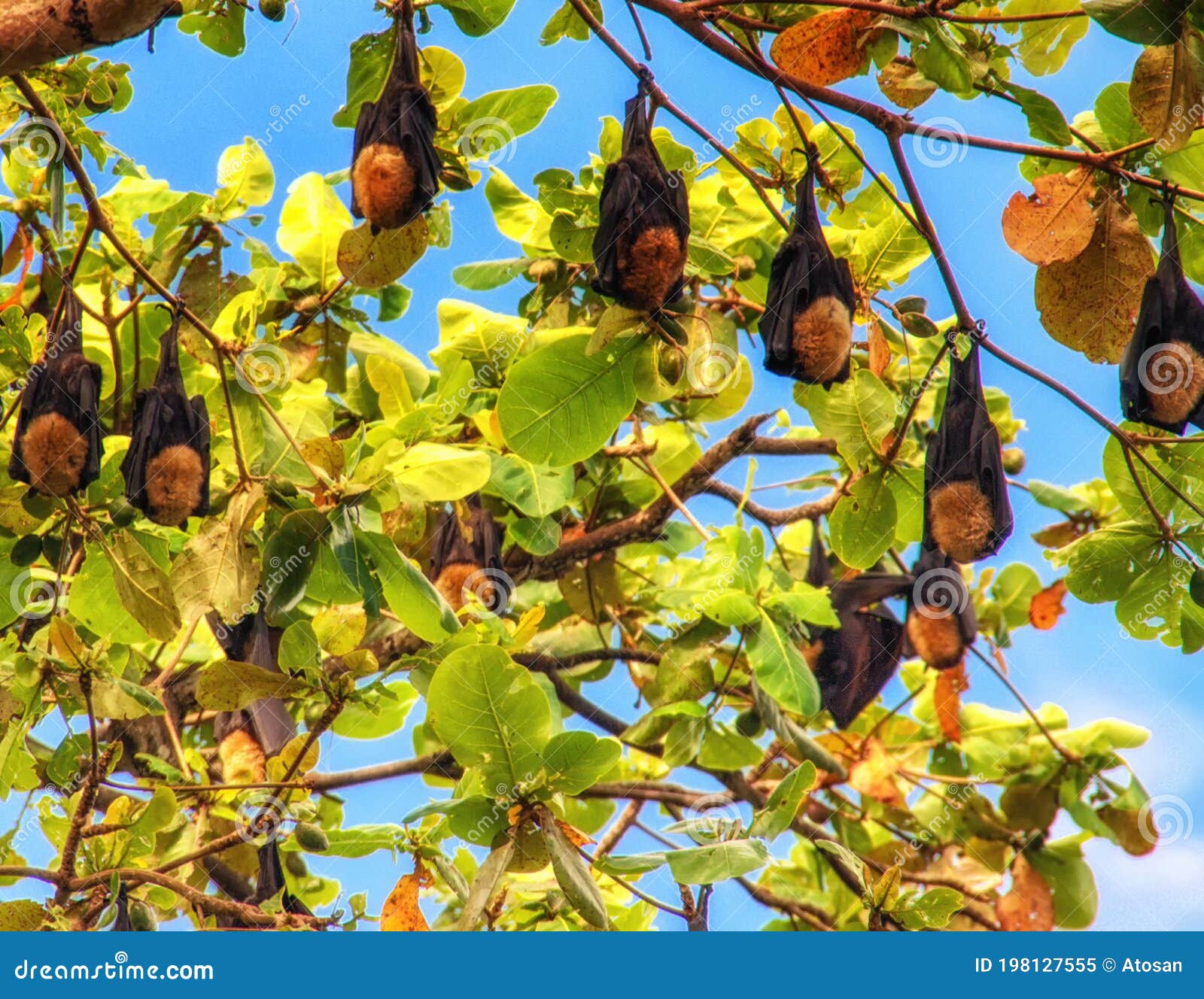 Flying Foxes Hang in a Tree Stock Image - Image of coast, megabat ...
