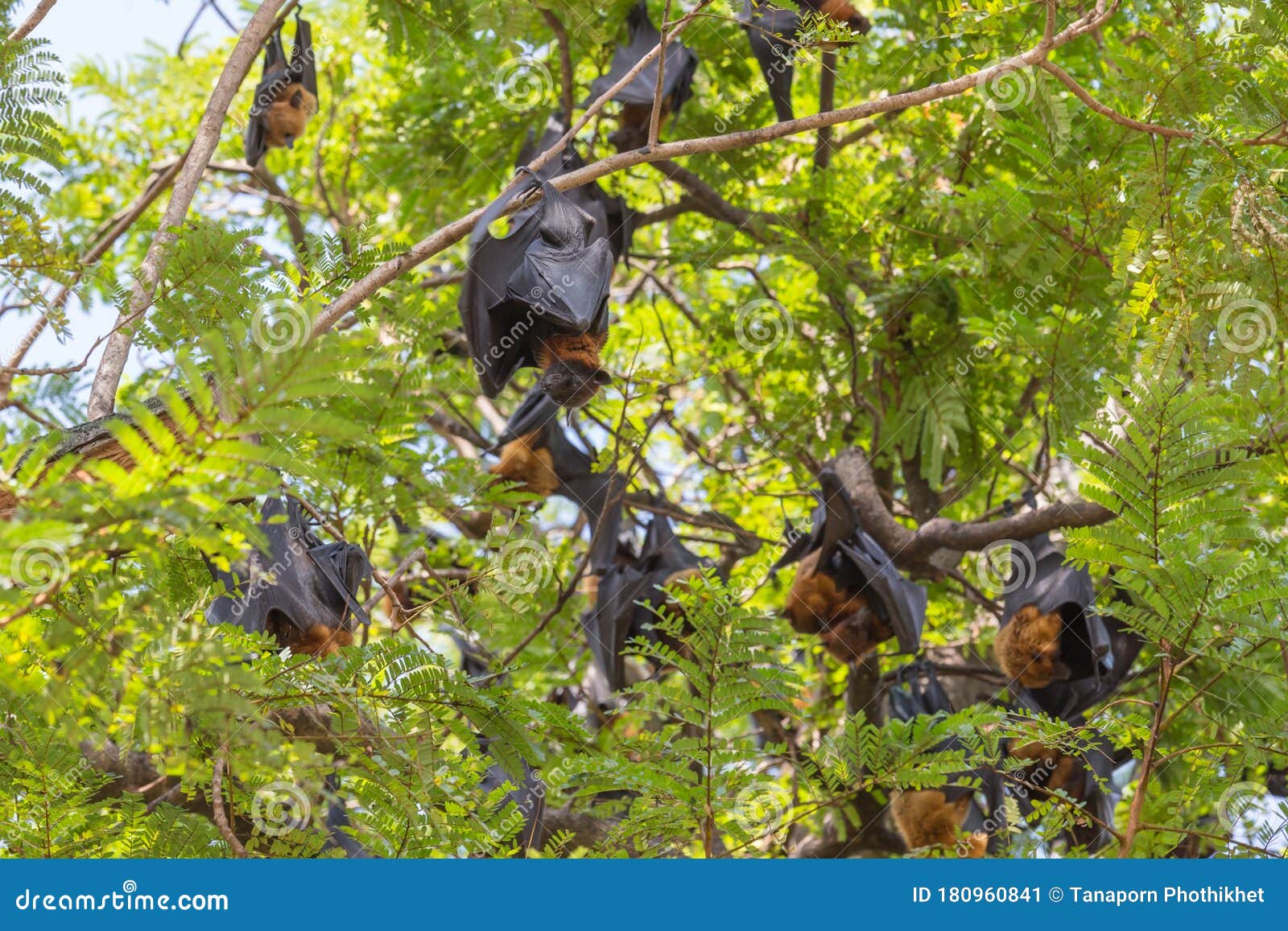 Flying Foxes Hanging on a Tree Stock Image - Image of exotic, forest ...