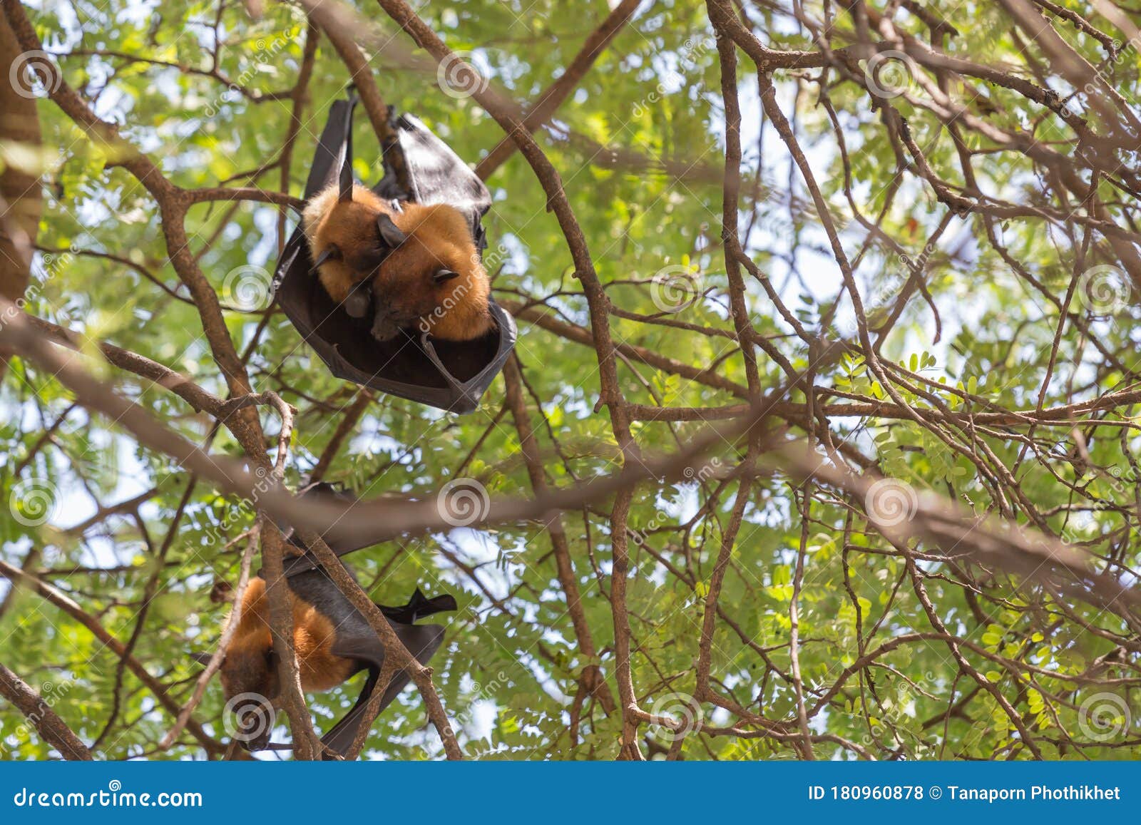 Flying Foxes Hanging on a Tree Stock Photo - Image of tropical, mammal ...
