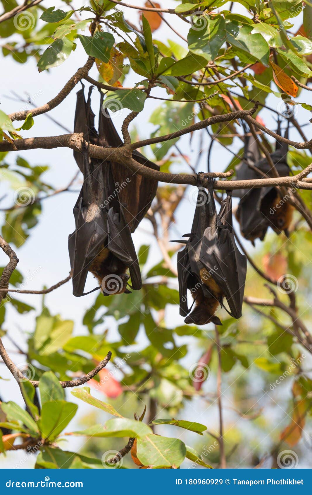 Flying Foxes Hanging on a Tree Stock Image - Image of tropical, forest ...