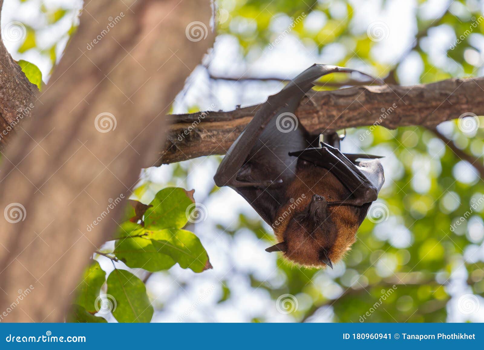Flying Foxes Hanging on a Tree Stock Image - Image of asia, leaf: 180960941