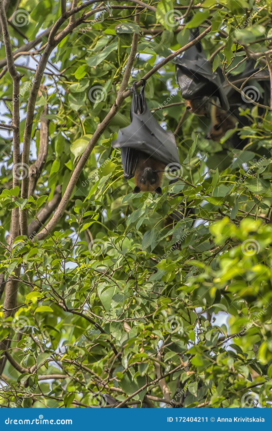 Flying Foxes Hanging on a Tree Stock Image - Image of outback, hairy ...