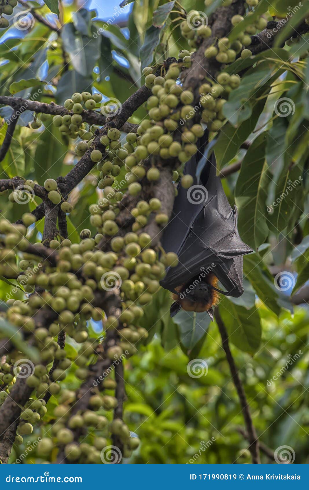Flying Foxes Hanging on a Tree Stock Image - Image of outdoor, alecto ...