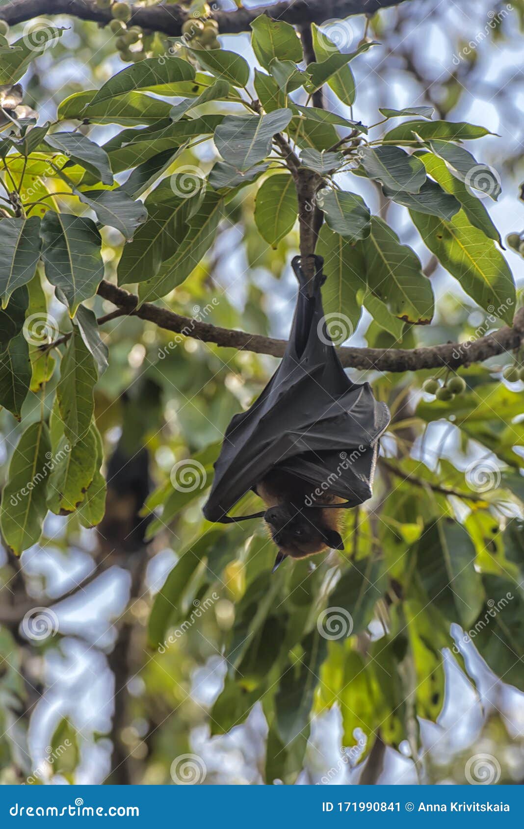 Flying Foxes Hanging on a Tree Stock Image - Image of nature, kakadu ...