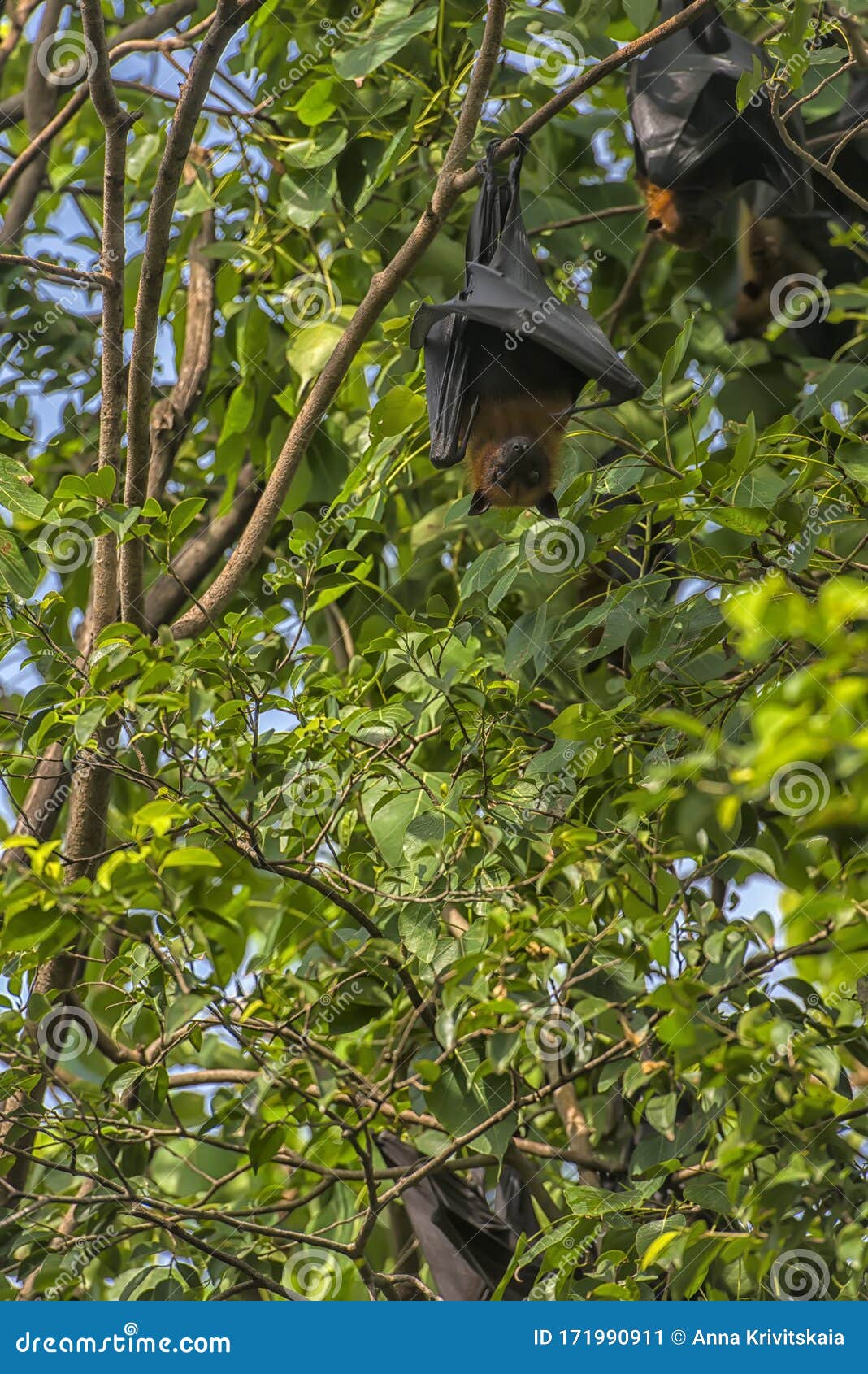 Flying Foxes Hanging on a Tree Stock Image - Image of fruit, national ...