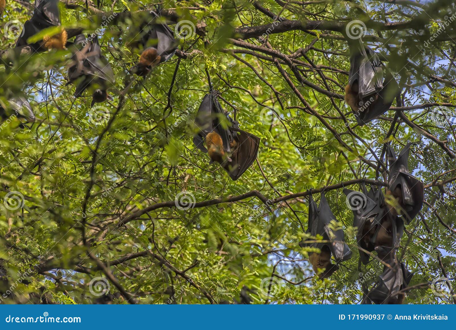 Flying Foxes Hanging on a Tree Stock Image - Image of national, daytime ...