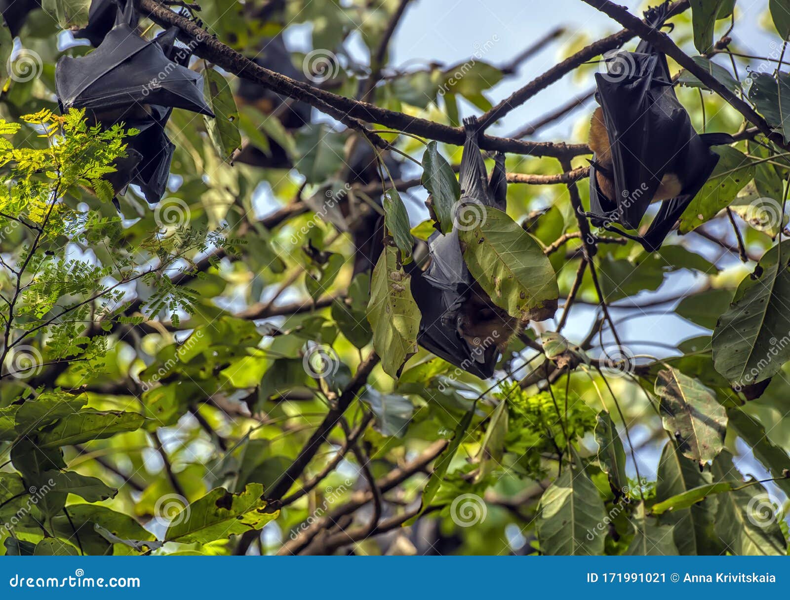 Flying Foxes Hanging on a Tree Stock Image - Image of rainforest ...