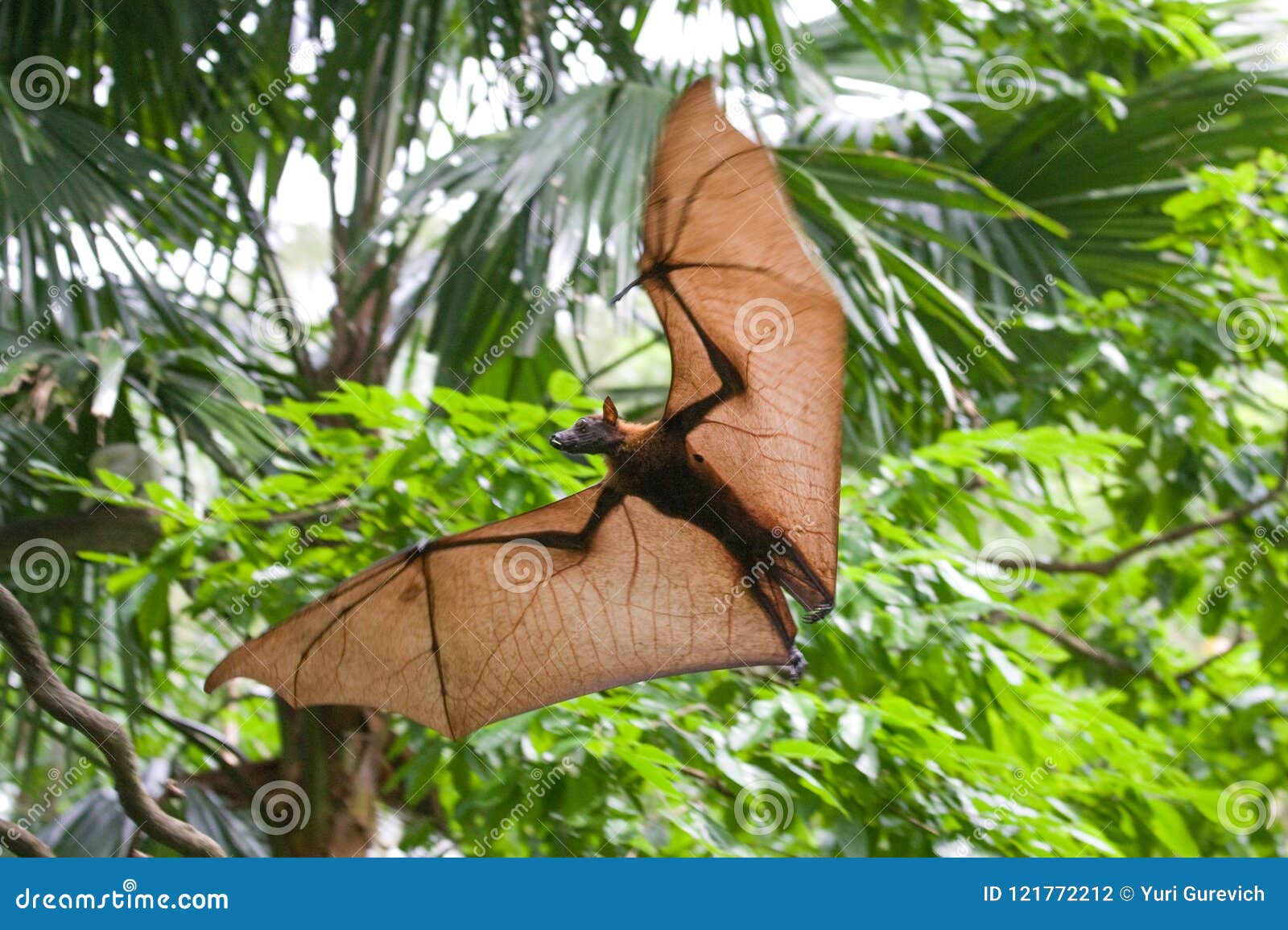 Flying Foxes at the Singapore Zoo Stock Photo - Image of nature, exotic ...