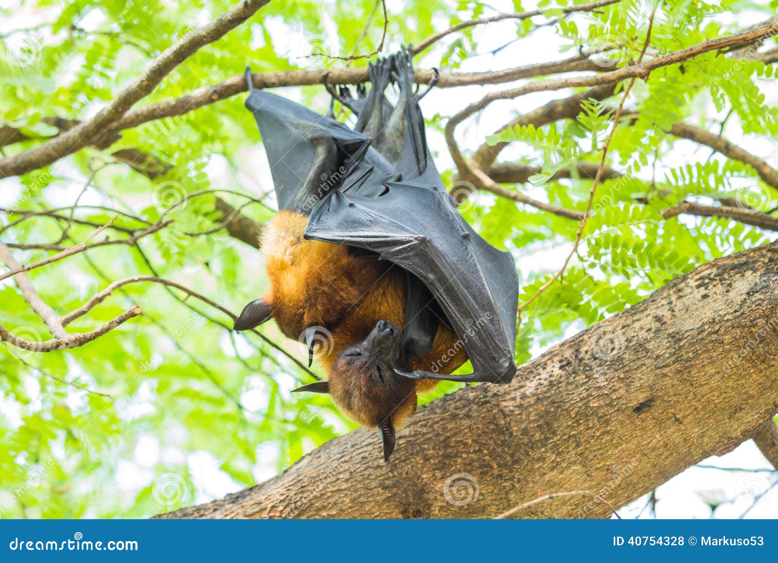 Flying foxes stock photo. Image of pteropus, foxes, flyingfox - 40754328