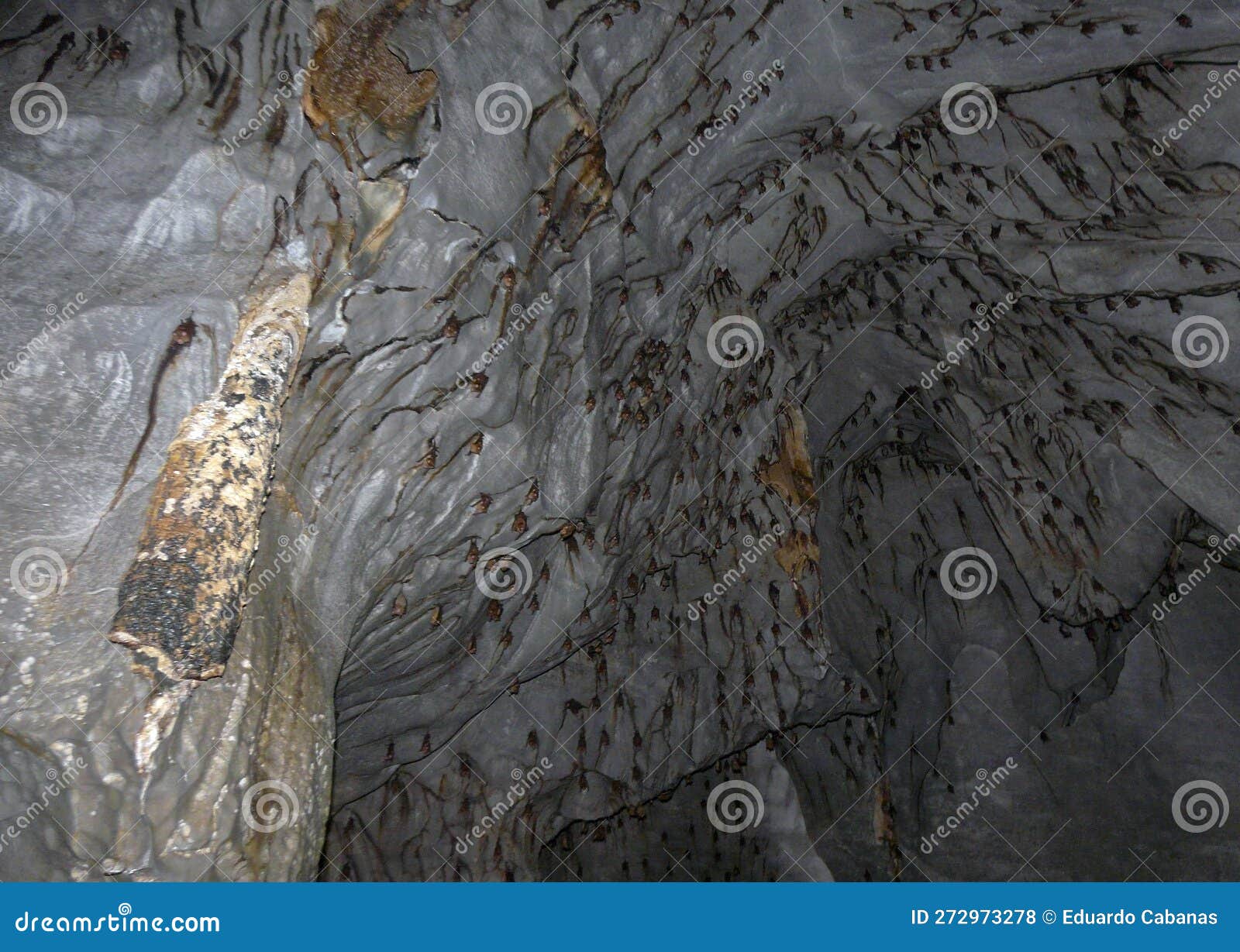 Flying Foxes in the St. Paul Subterranean River, Palawan, Philippines ...