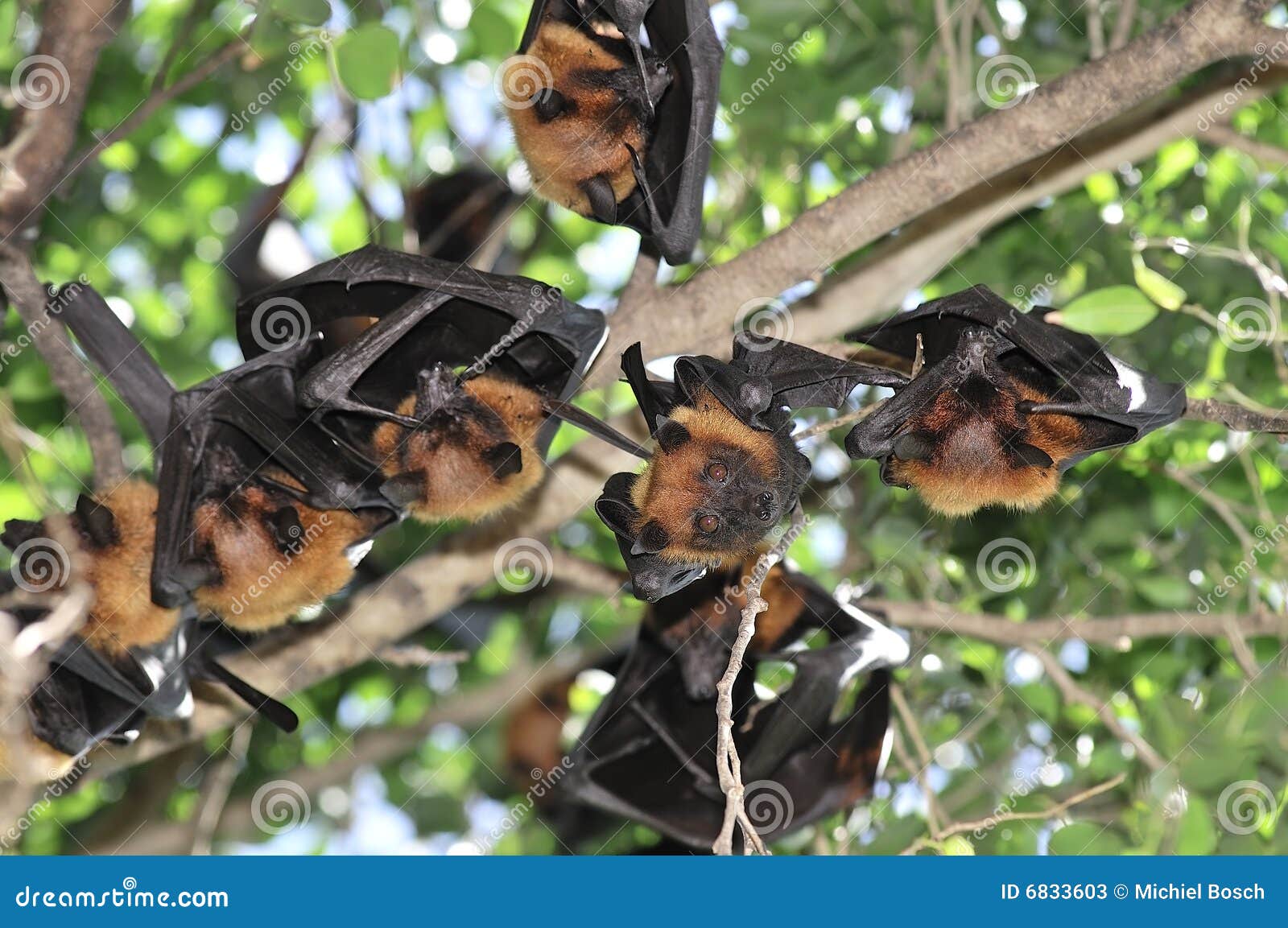 Two Flying Foxes Megabats Sleeping In Eucalyptus Tree At Karijini ...