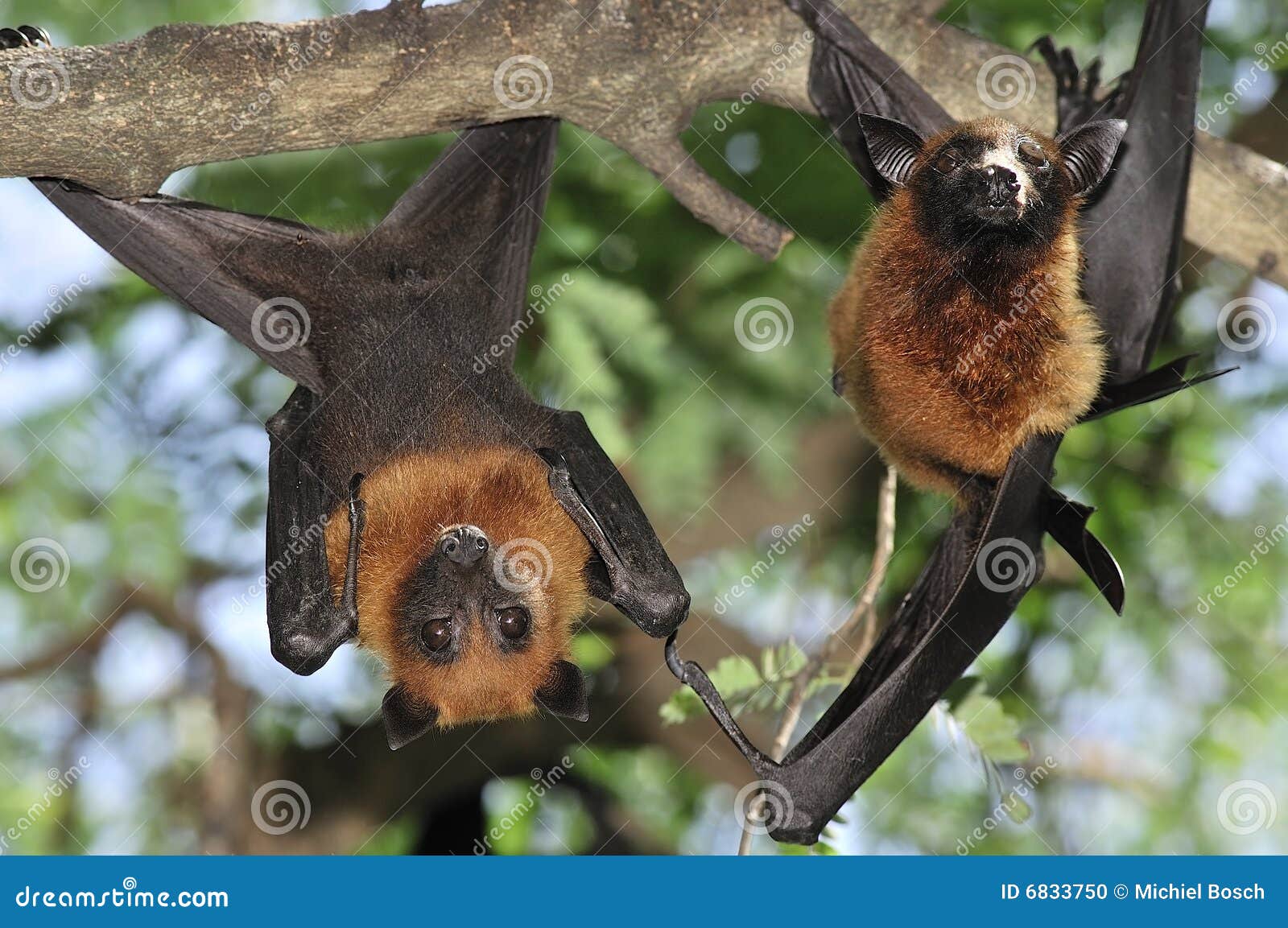 Two Flying Foxes Megabats Sleeping In Eucalyptus Tree At Karijini ...