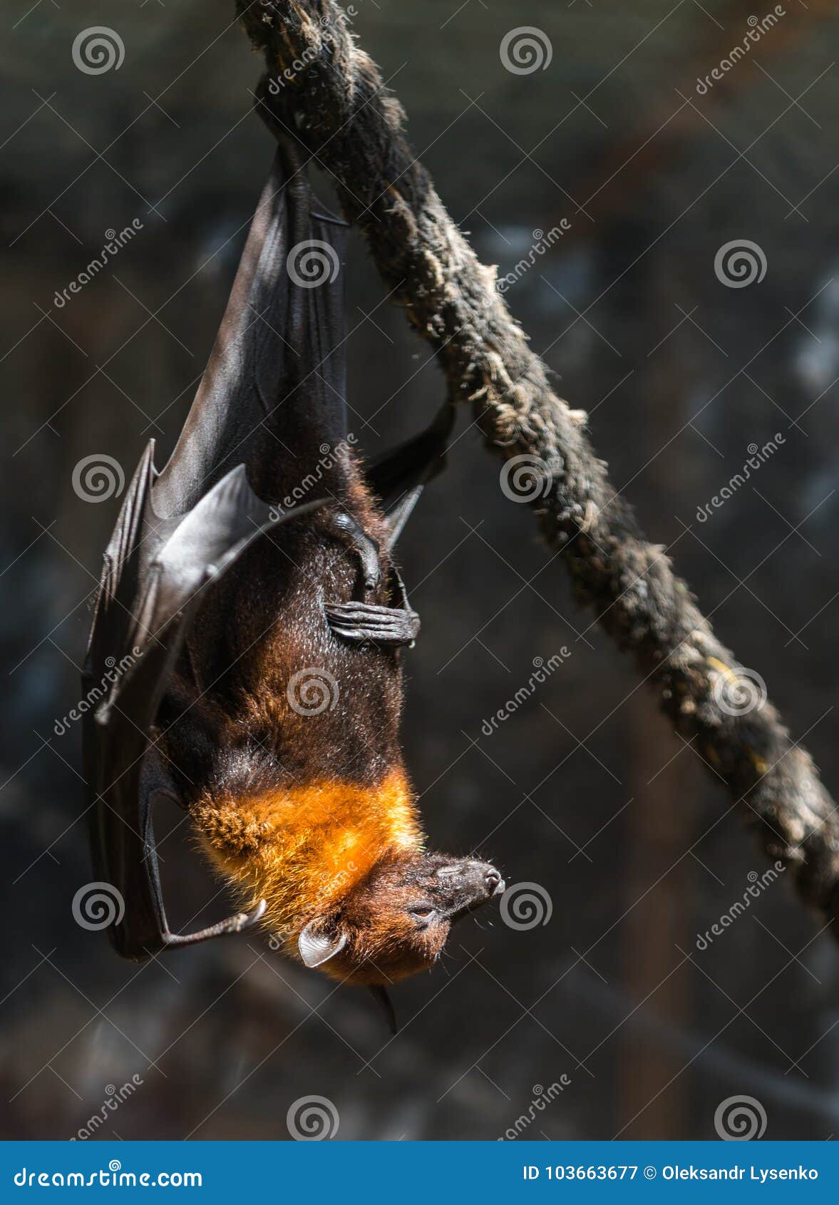 Flying foxes close-up stock image. Image of wild, exotic - 103663677