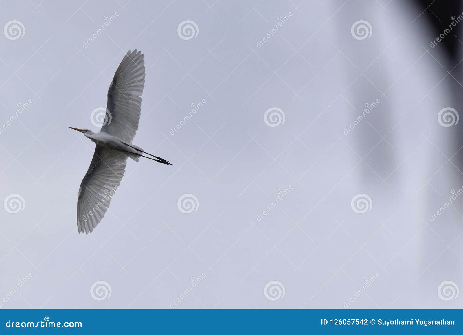 Flying freely. stock photo. Image of birds, flying, freely - 126057542