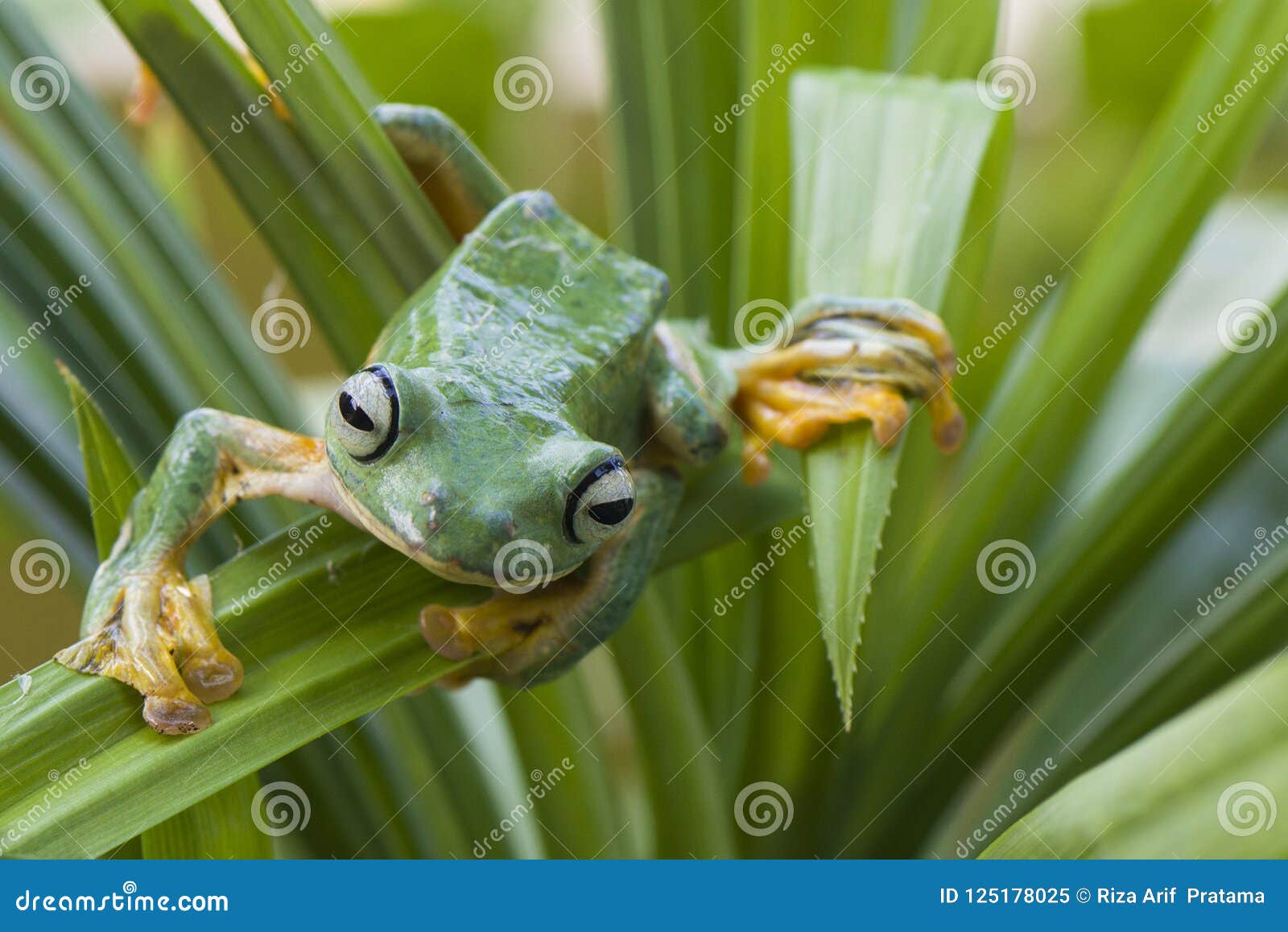 Flying Frog stock image. Image of action, animal, fauna - 125178025