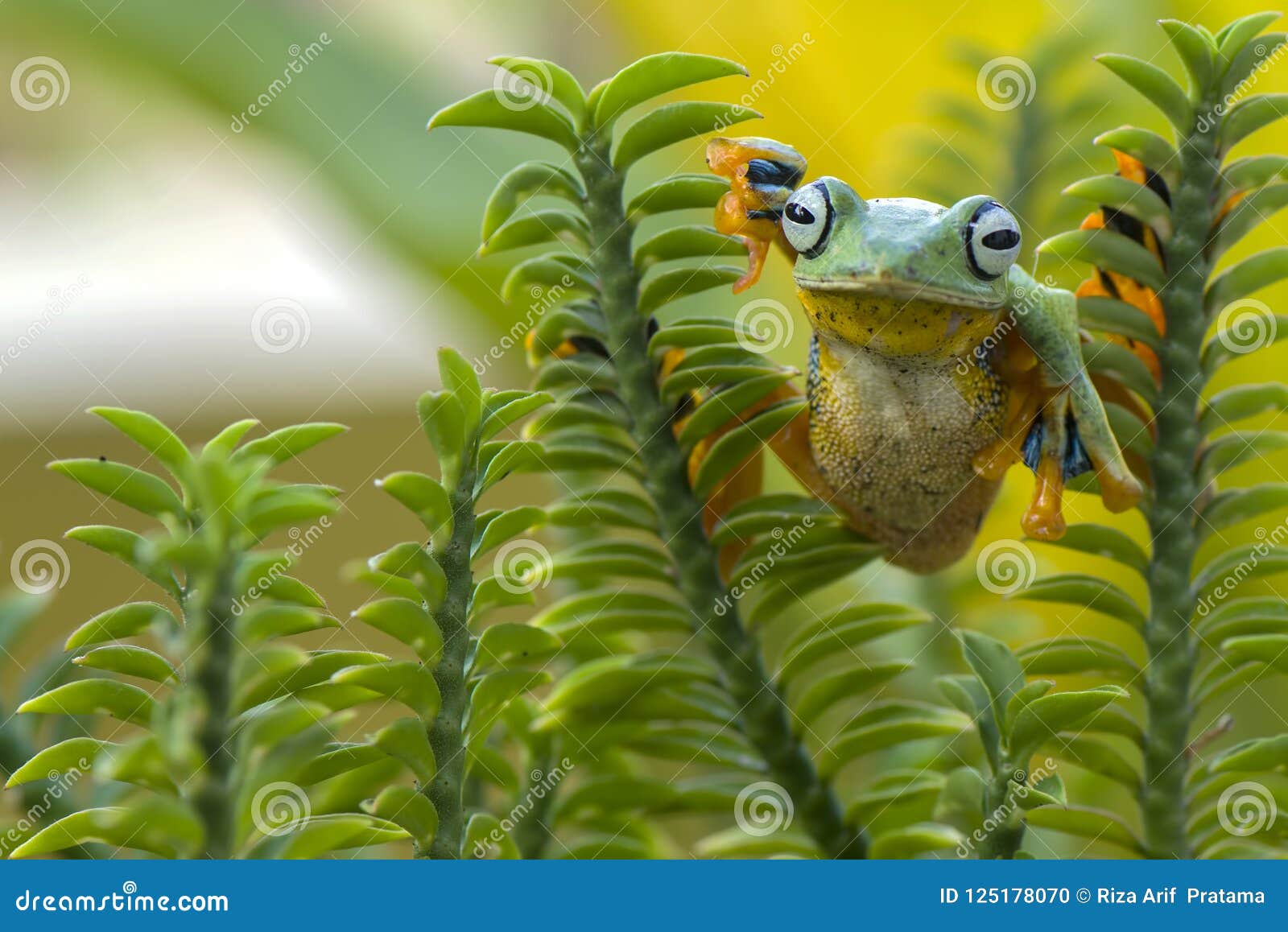 Flying Frog stock photo. Image of nopeople, green, frog - 125178070